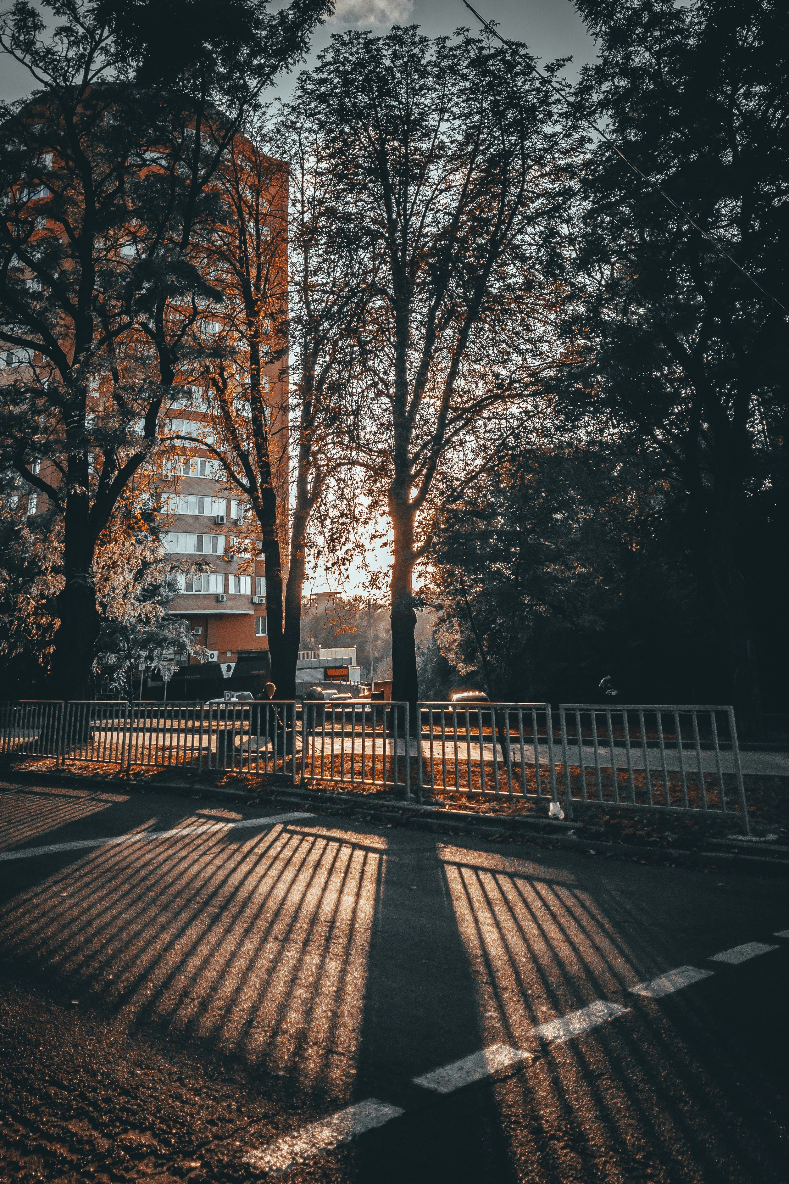 silhouette of tree on street scenery