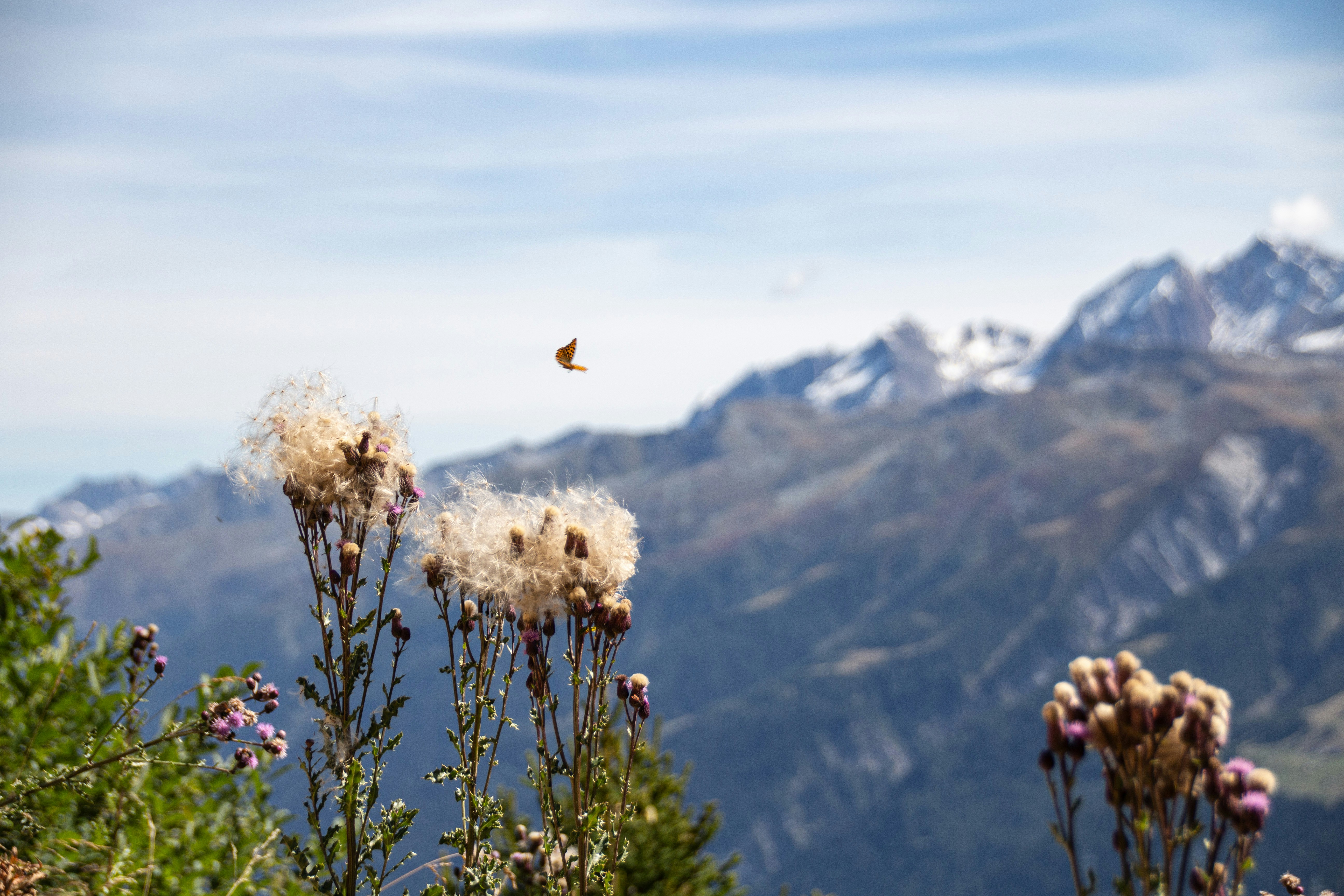 Alpine Drift: An Orange Butterfly Over Dried Thistles Beneath Snow-Capped Peaks