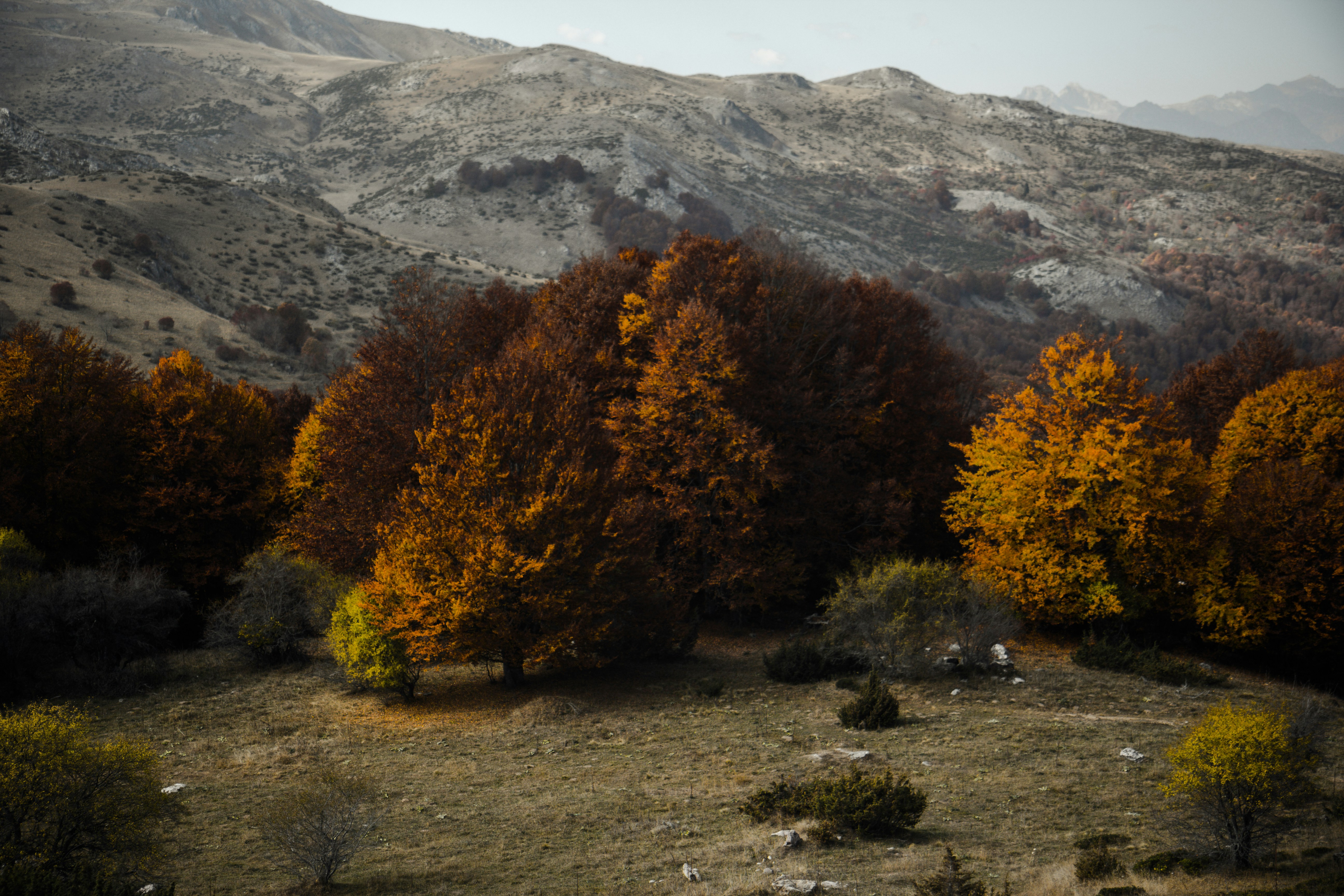 Vibrant autumn foliage blankets a serene landscape, showcasing a mix of orange and yellow trees against a rugged backdrop. The scene captures the essence of seasonal change.
