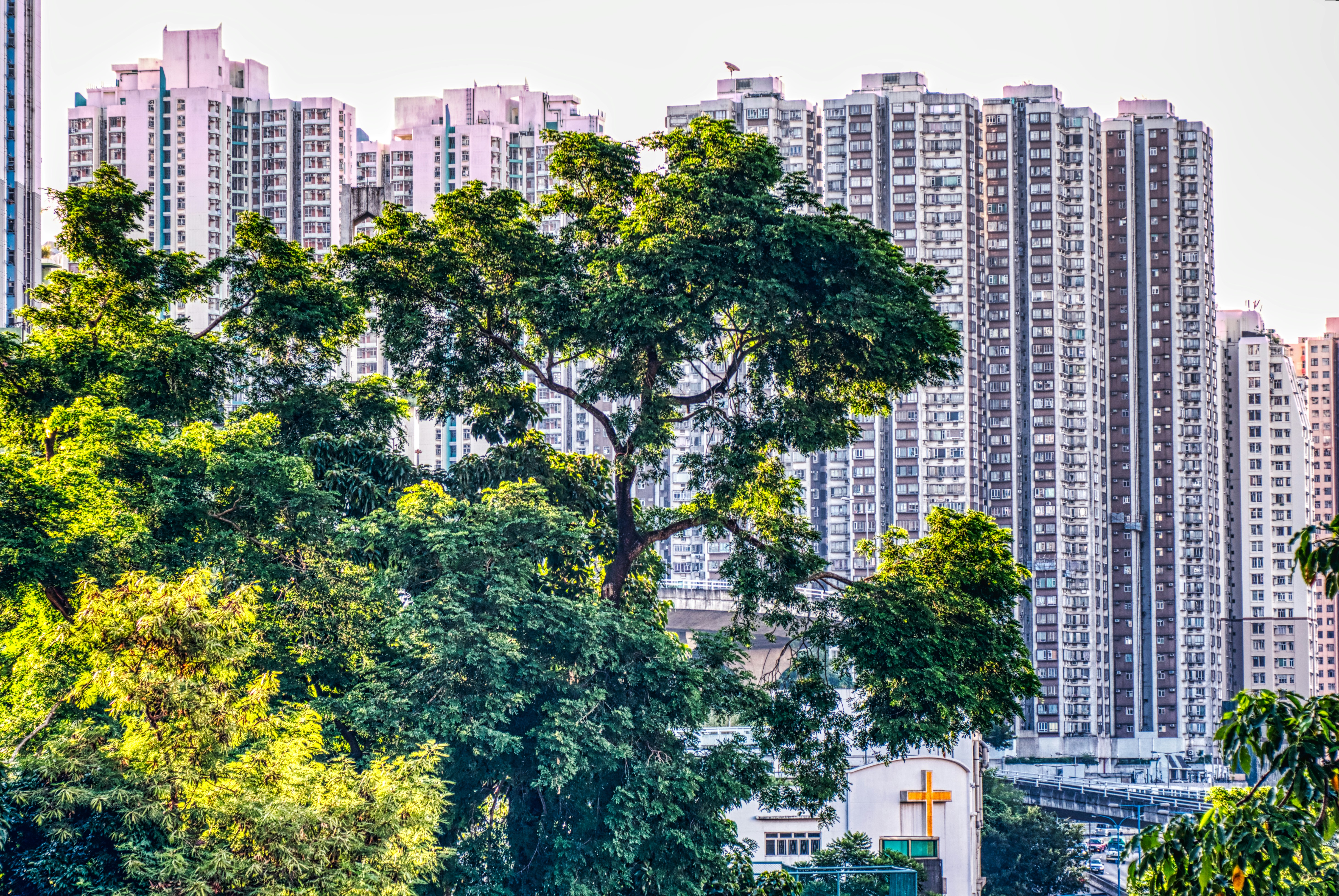 Trees covering buildings photo – Free Grey Image on Unsplash