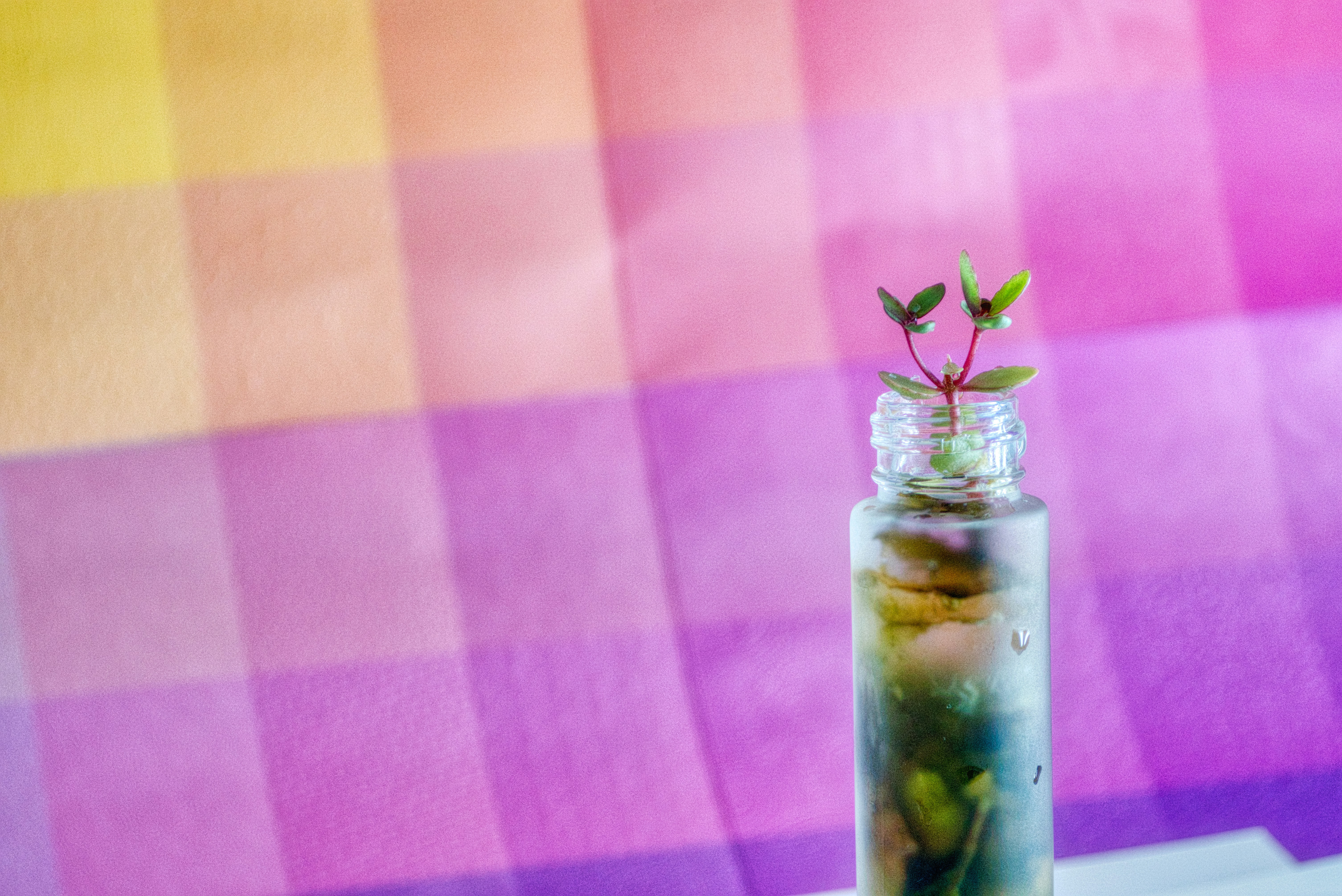 Bottle Bloom: Tiny Sprout Rising Beyond a Neon Checkerboard