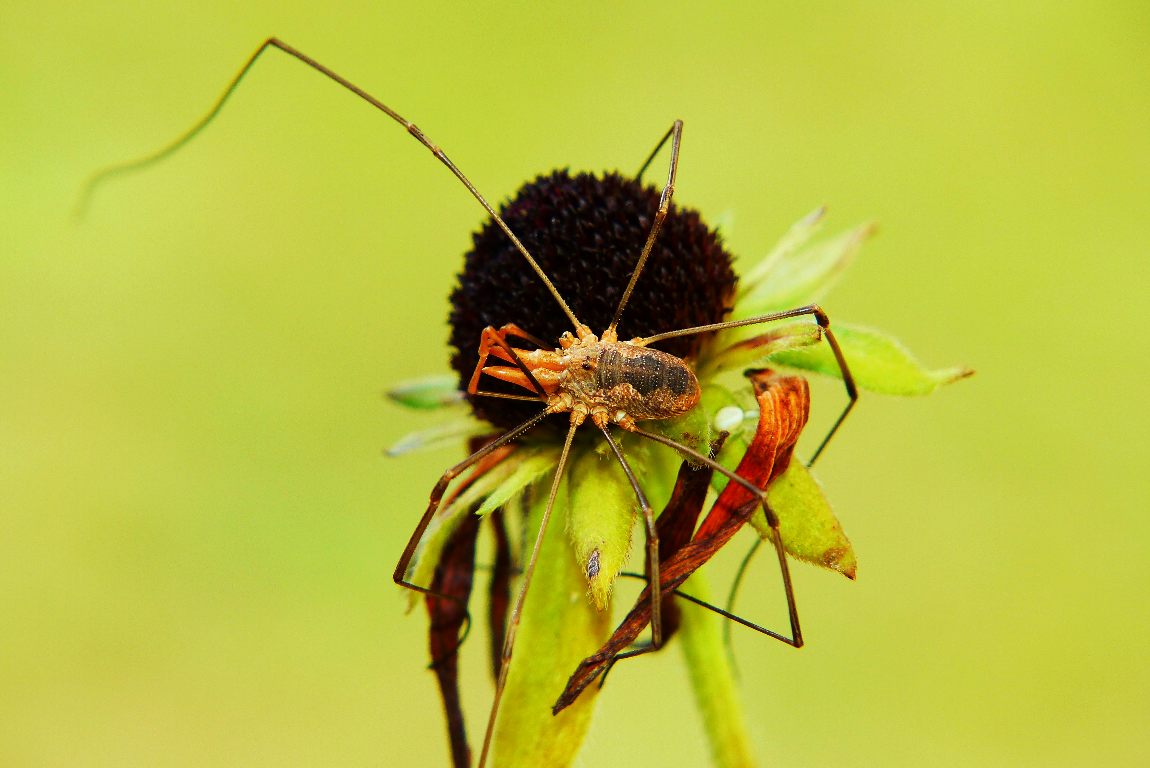 Sunlit Crown: A Long-Legged Insect Commands a Dandelion Moment