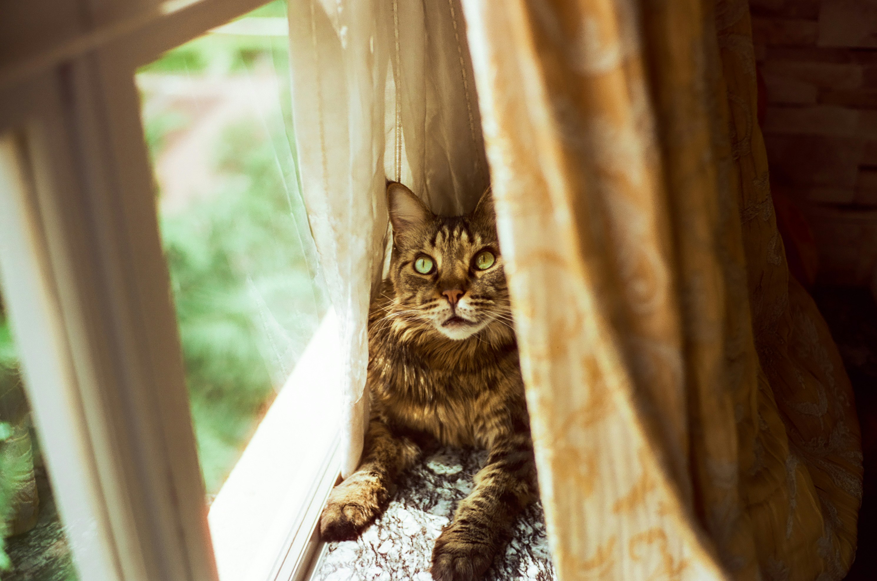 A tabby cat peering out from behind a curtain, its vivid green eyes capturing the light. The scene conveys a sense of tranquility and curiosity.