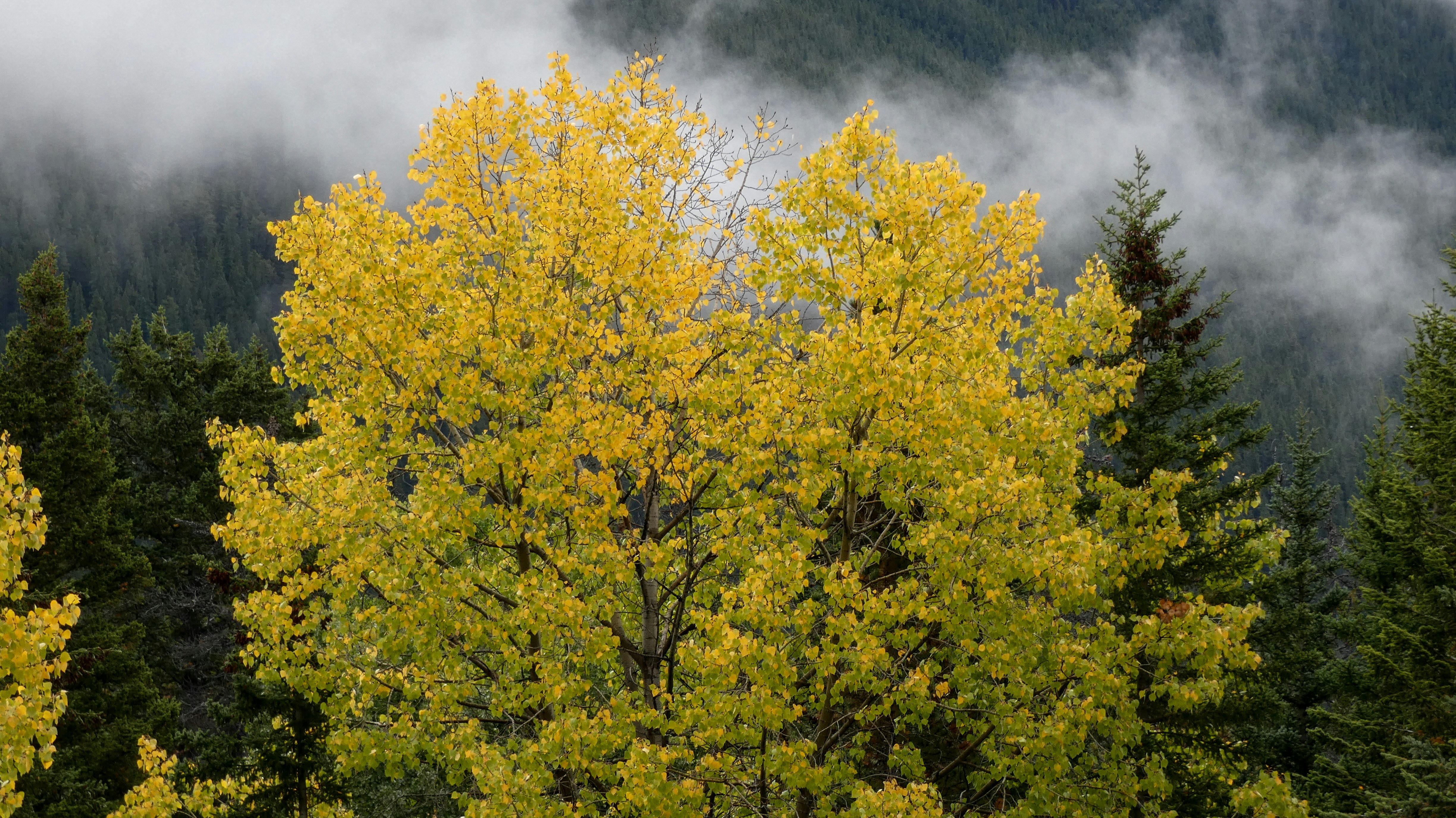 Green and yellow tree photo – Free Green Image on Unsplash