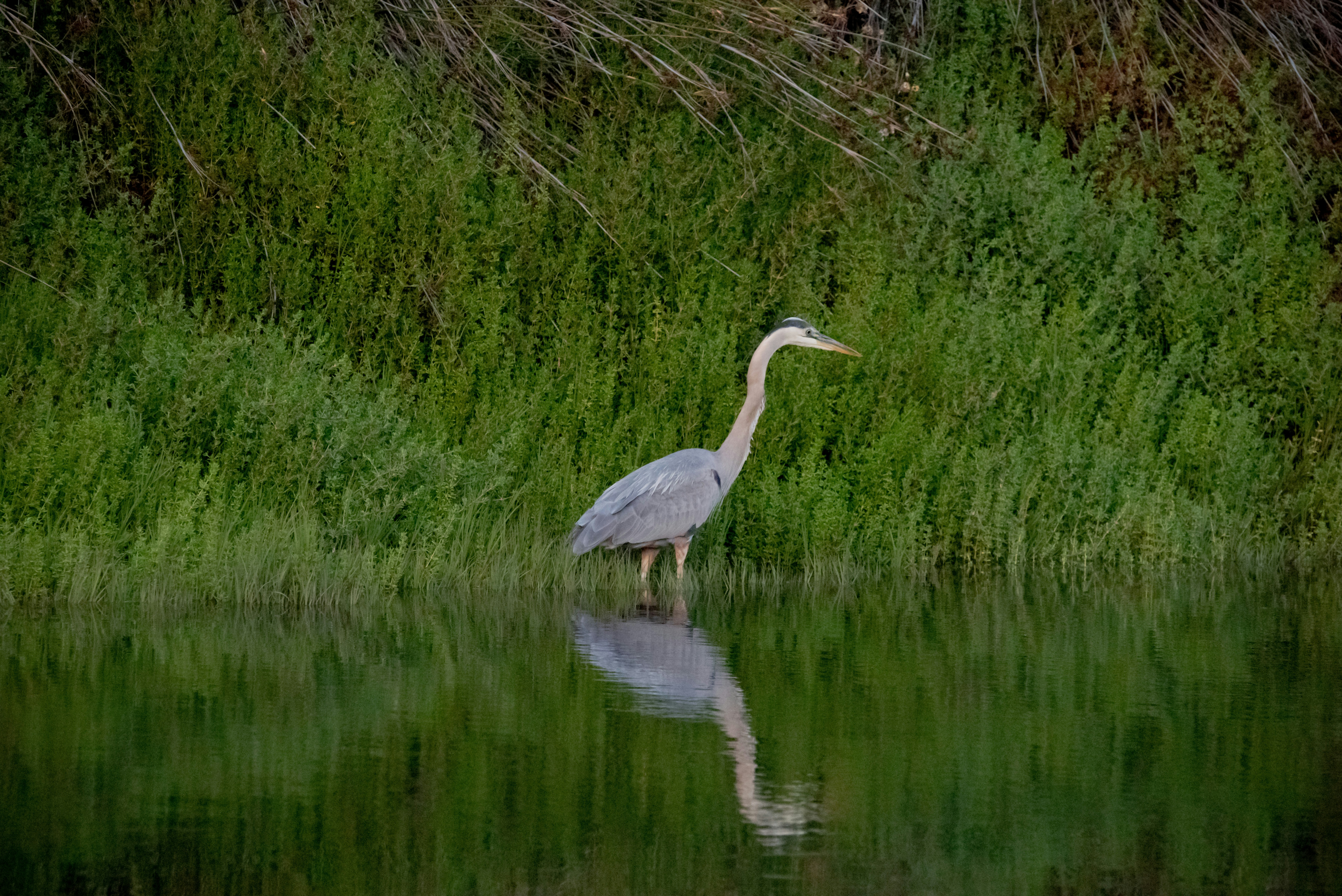 Foto Ave gris y blanca de pico largo cerca del cuerpo de agua y el ...