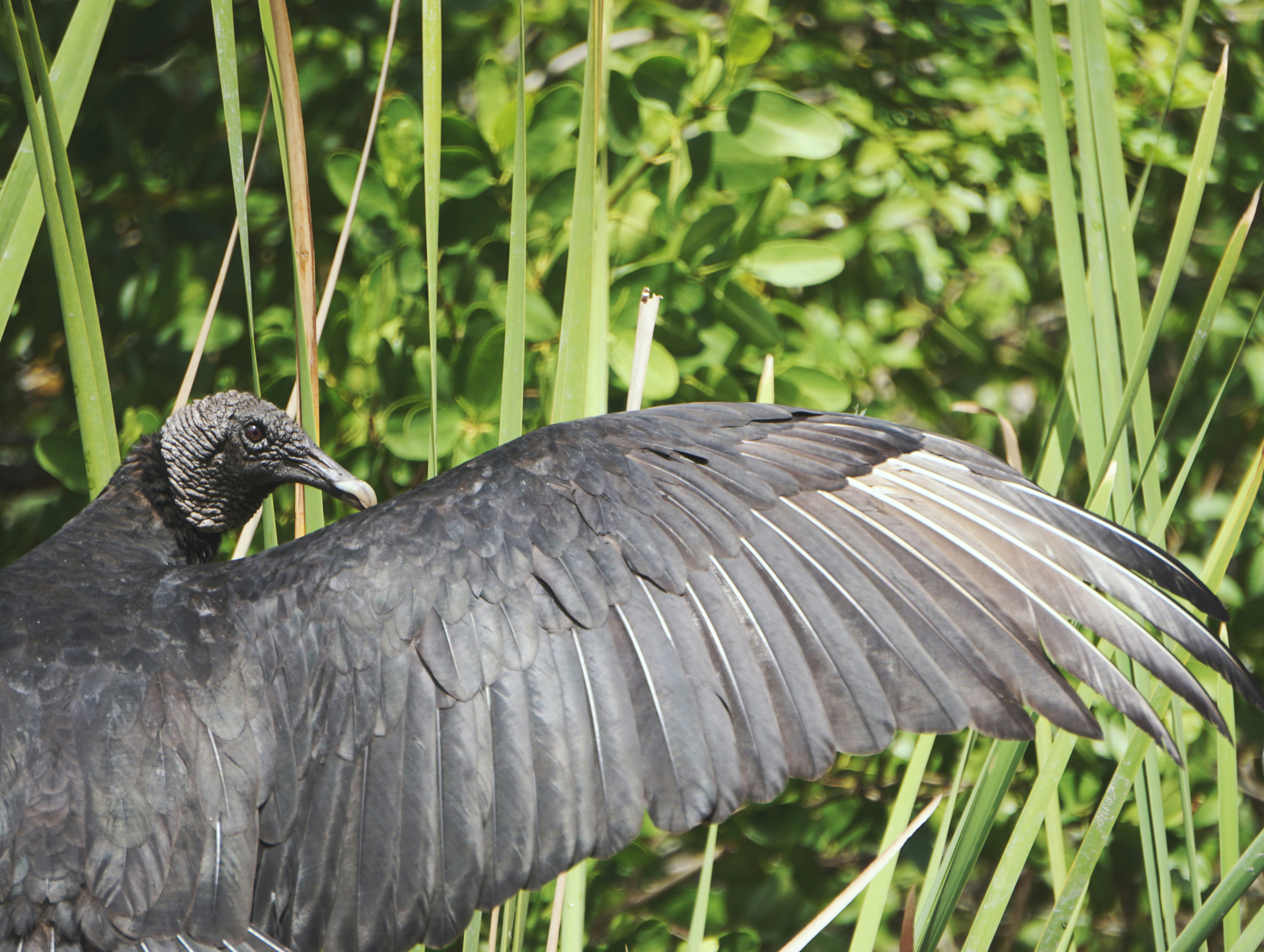 Black vulture perched with wings outstretched amid lush greenery.