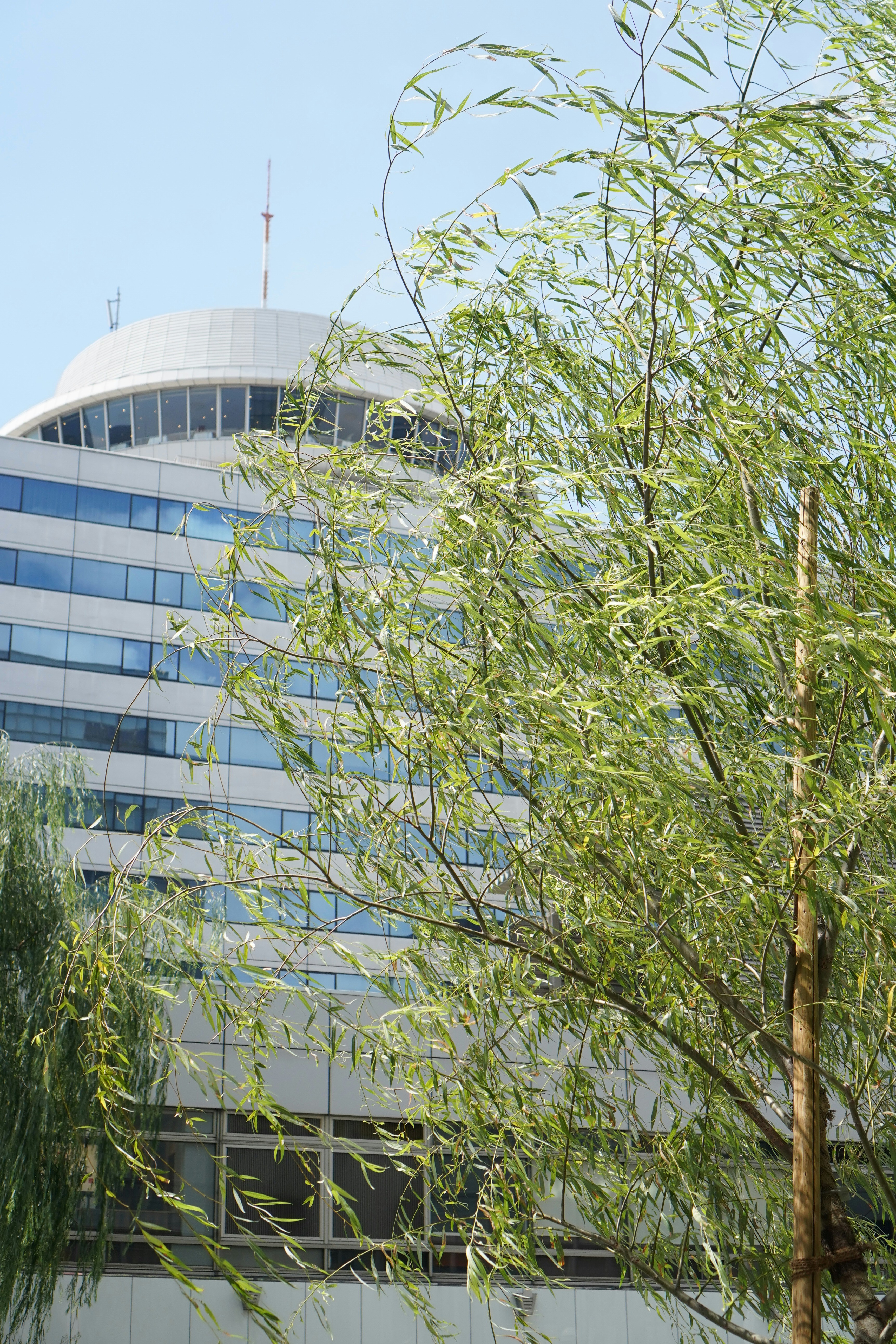 Lush green branches frame a contemporary office building under a clear sky. The juxtaposition highlights the harmony between nature and urban architecture.