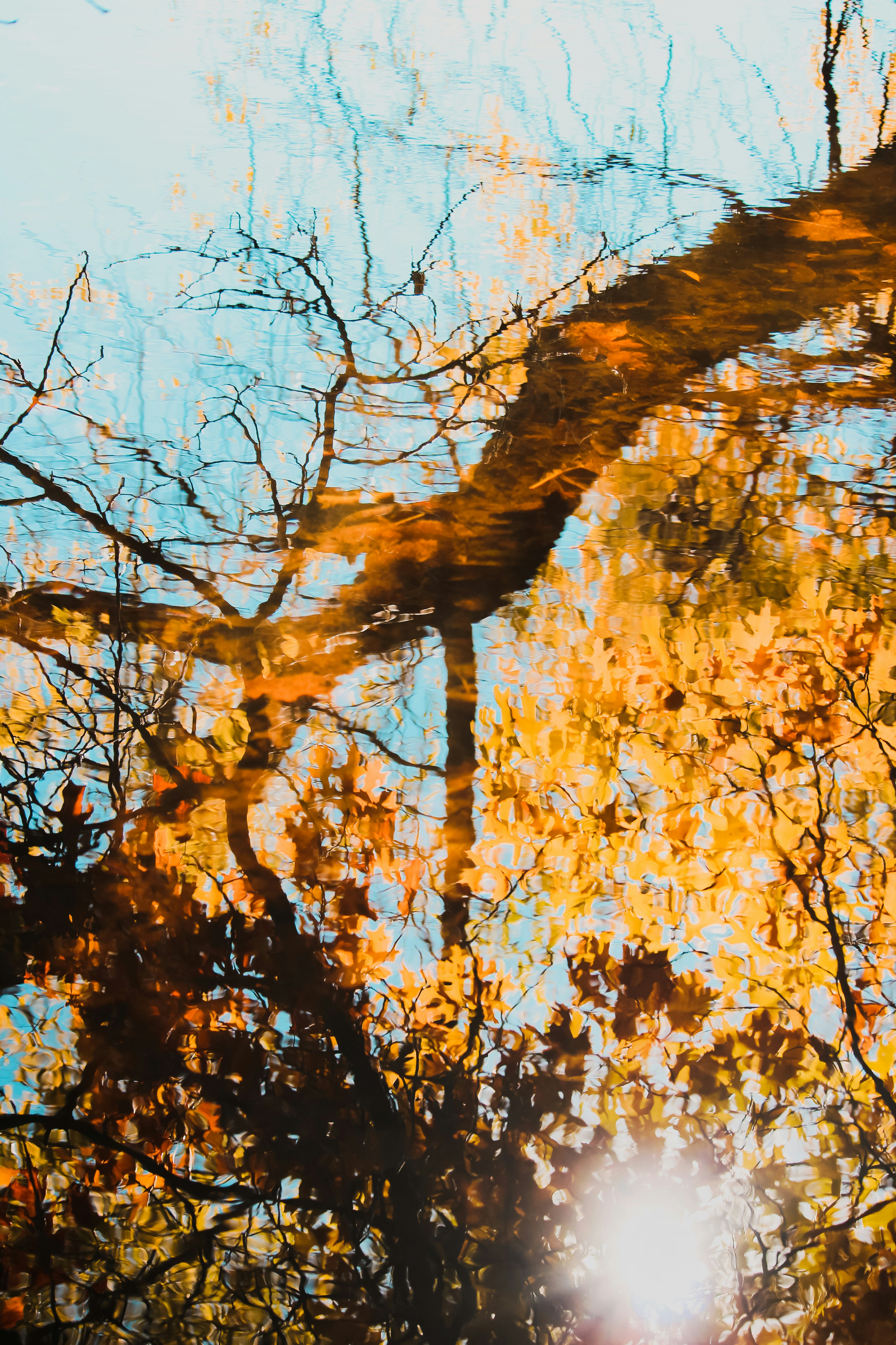 Yellow tree at daytime photo – Free Usa Image on Unsplash