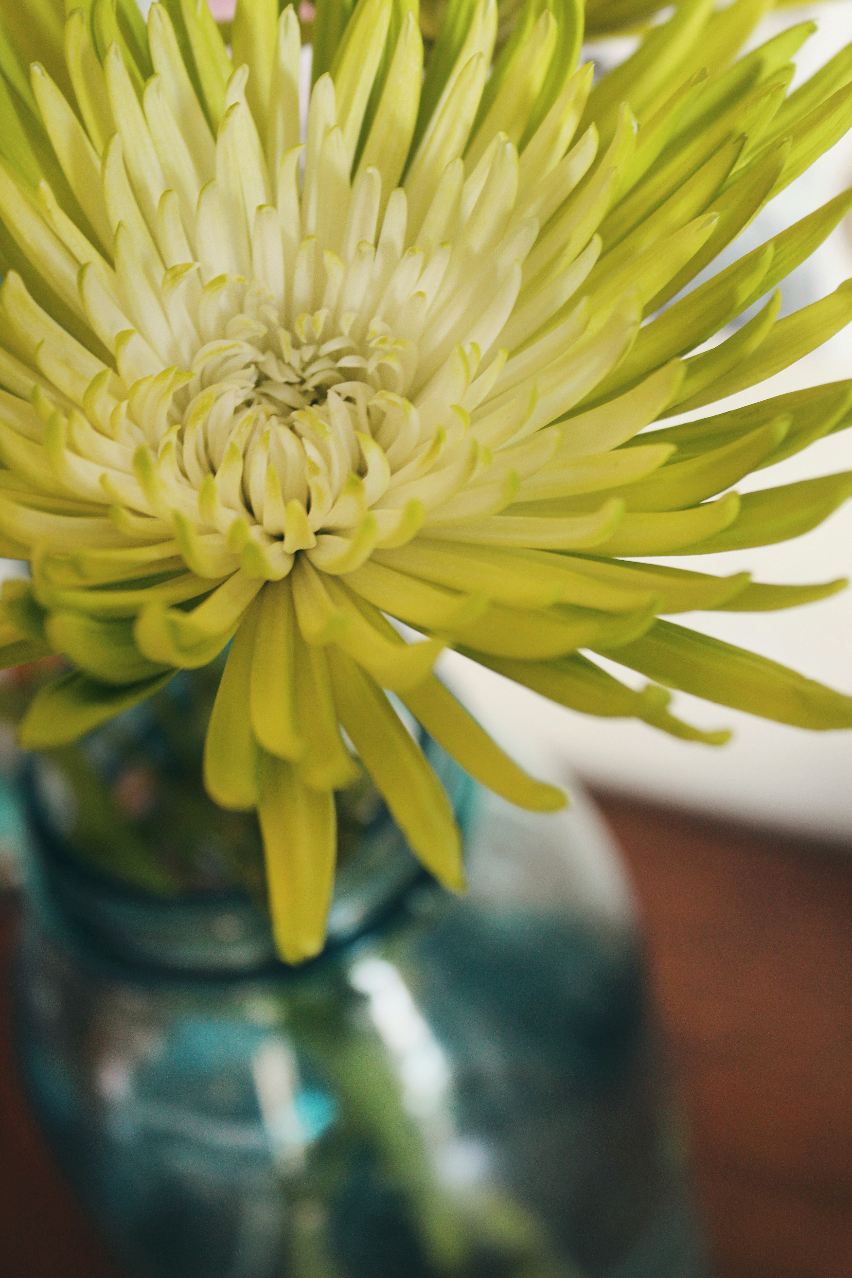 Close-up of a vibrant green flower showcasing intricate petal details in a blue glass vase. Natural light highlights the flower's unique structure.
