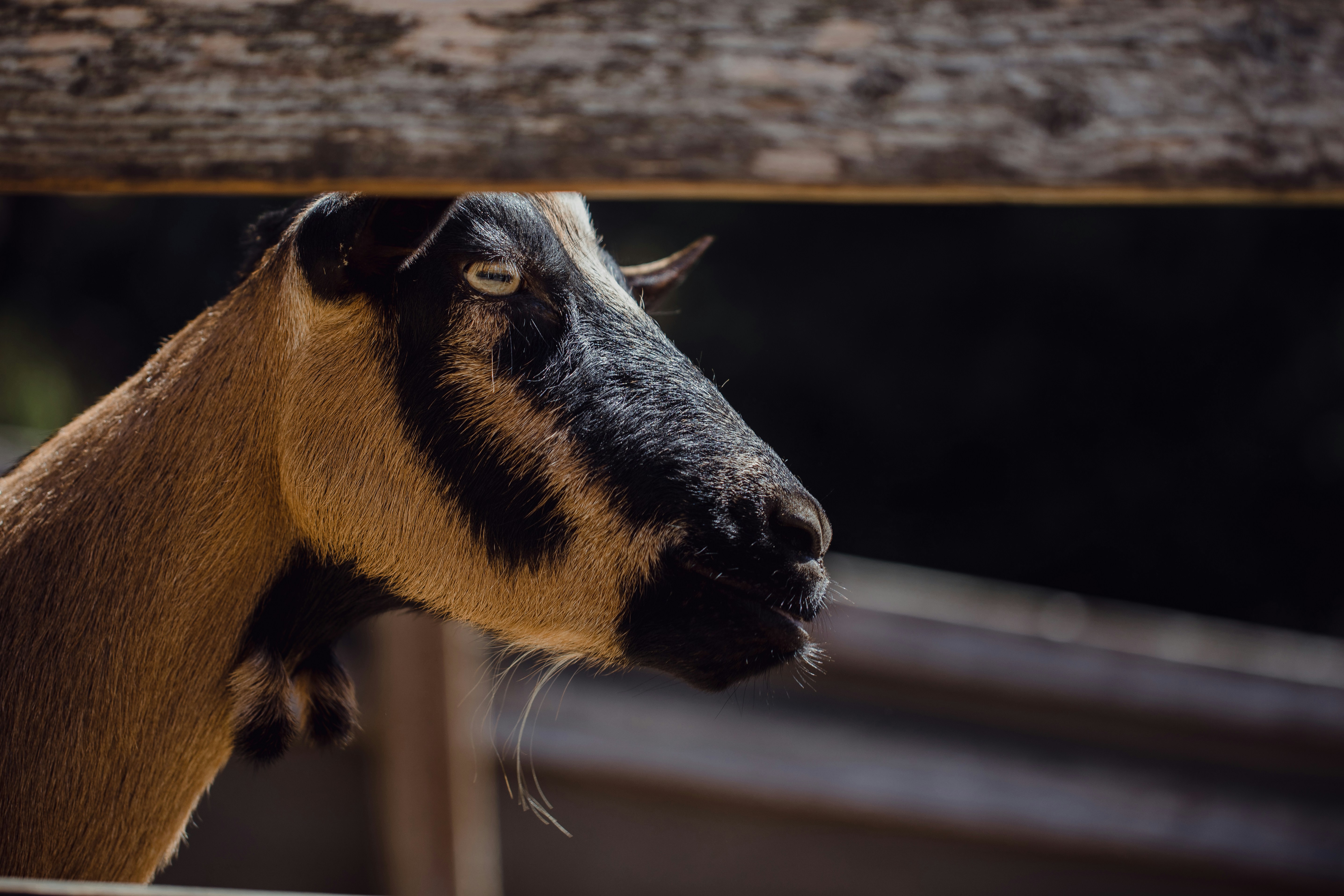 Glimmer in the Gaze: A Horse's Head Beside a Weathered Rail