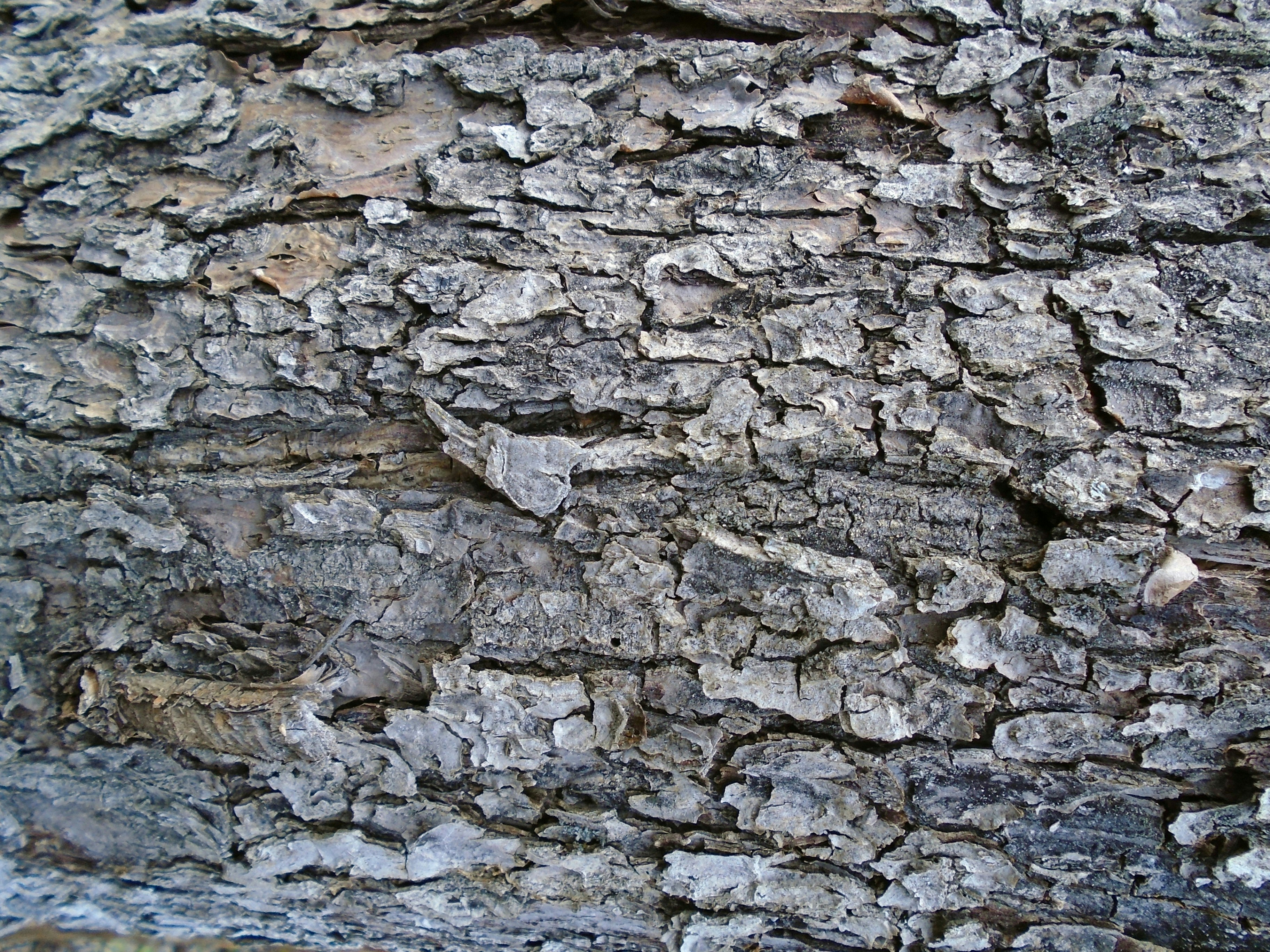 Intricate patterns of tree bark showcasing natural textures and earthy tones.