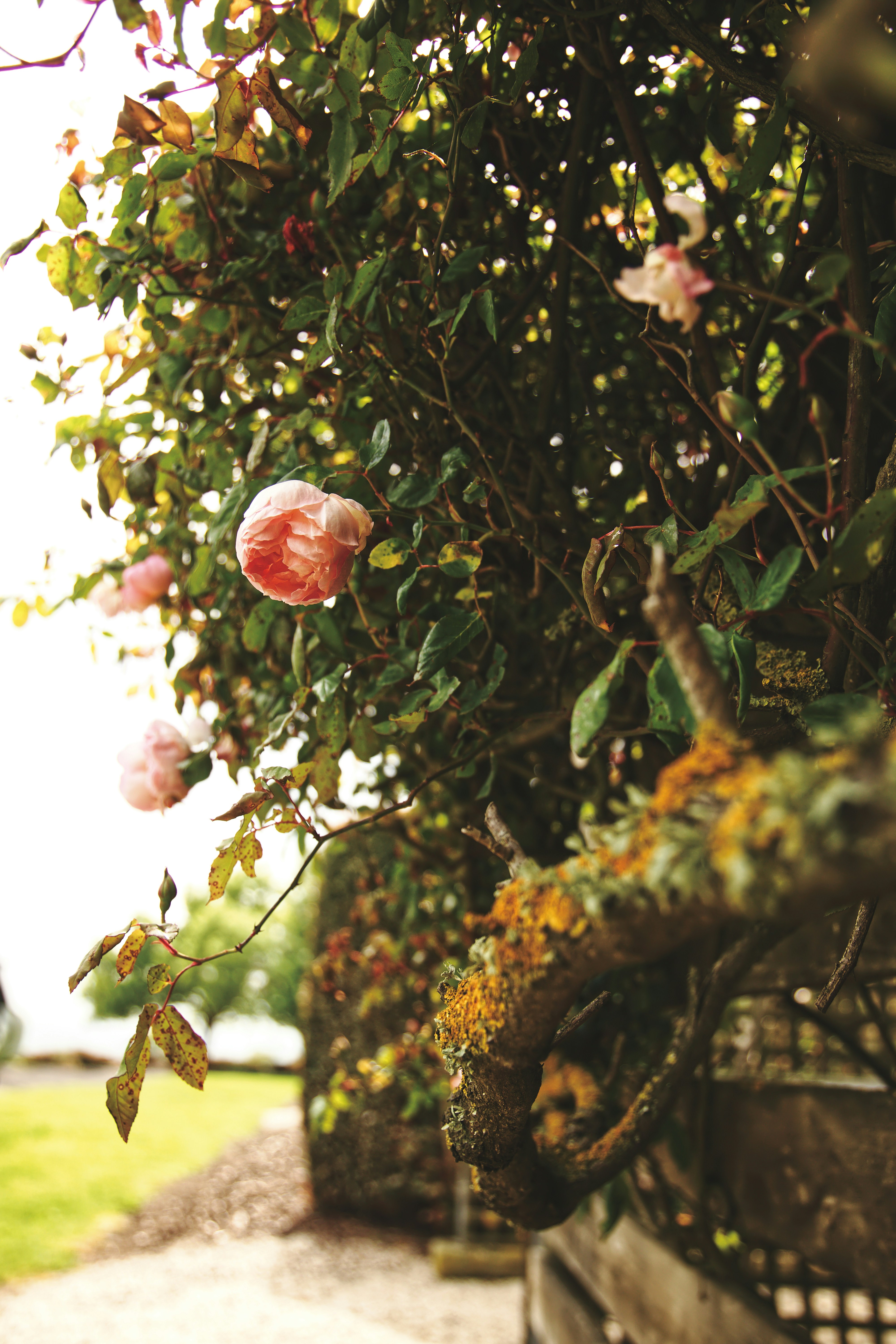 Blossoms at the Edge: A Quiet Riverbank Garden