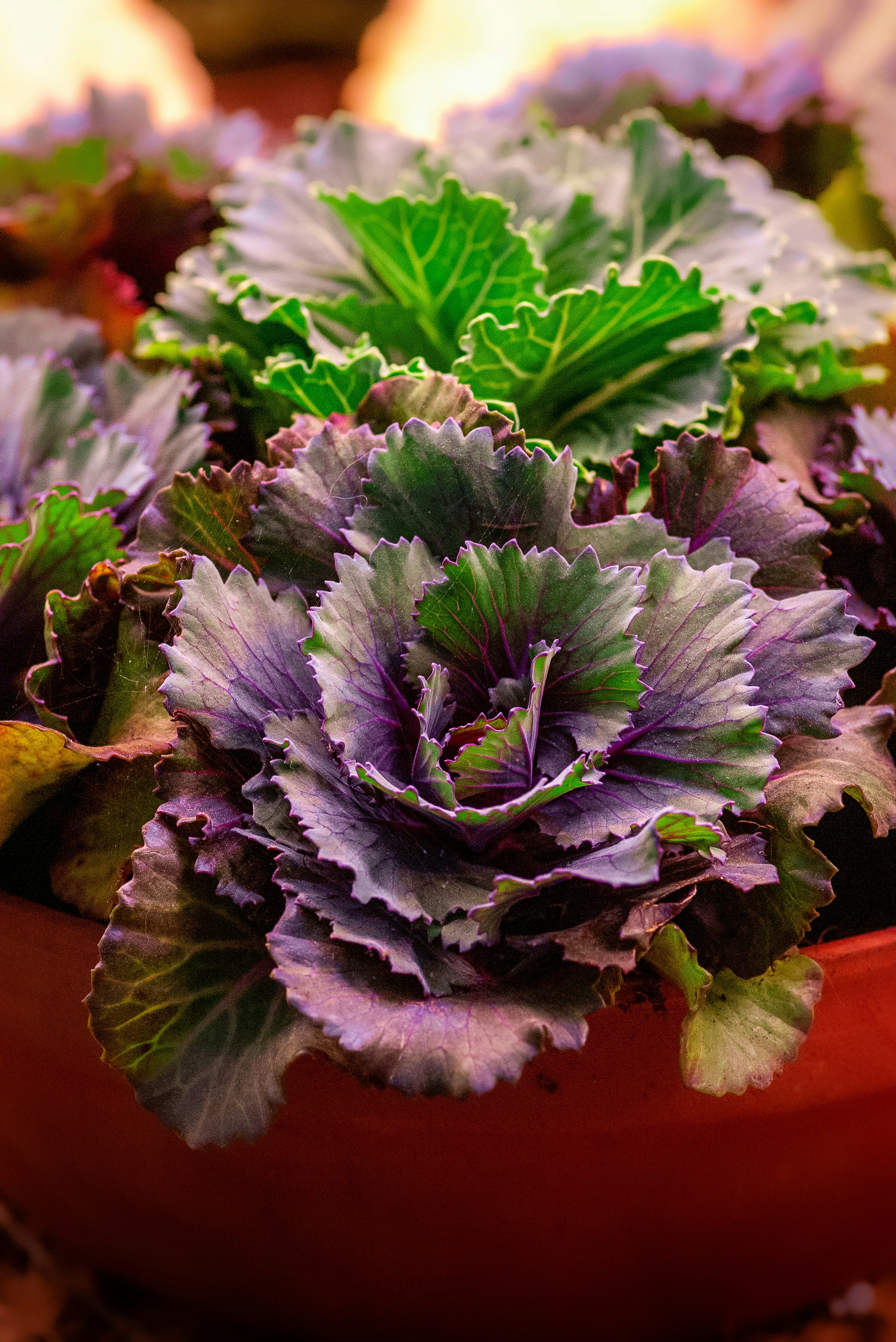 Close-up of purple-green ornamental kale rosettes in a terracotta pot, with soft background blur emphasizing leaf texture.