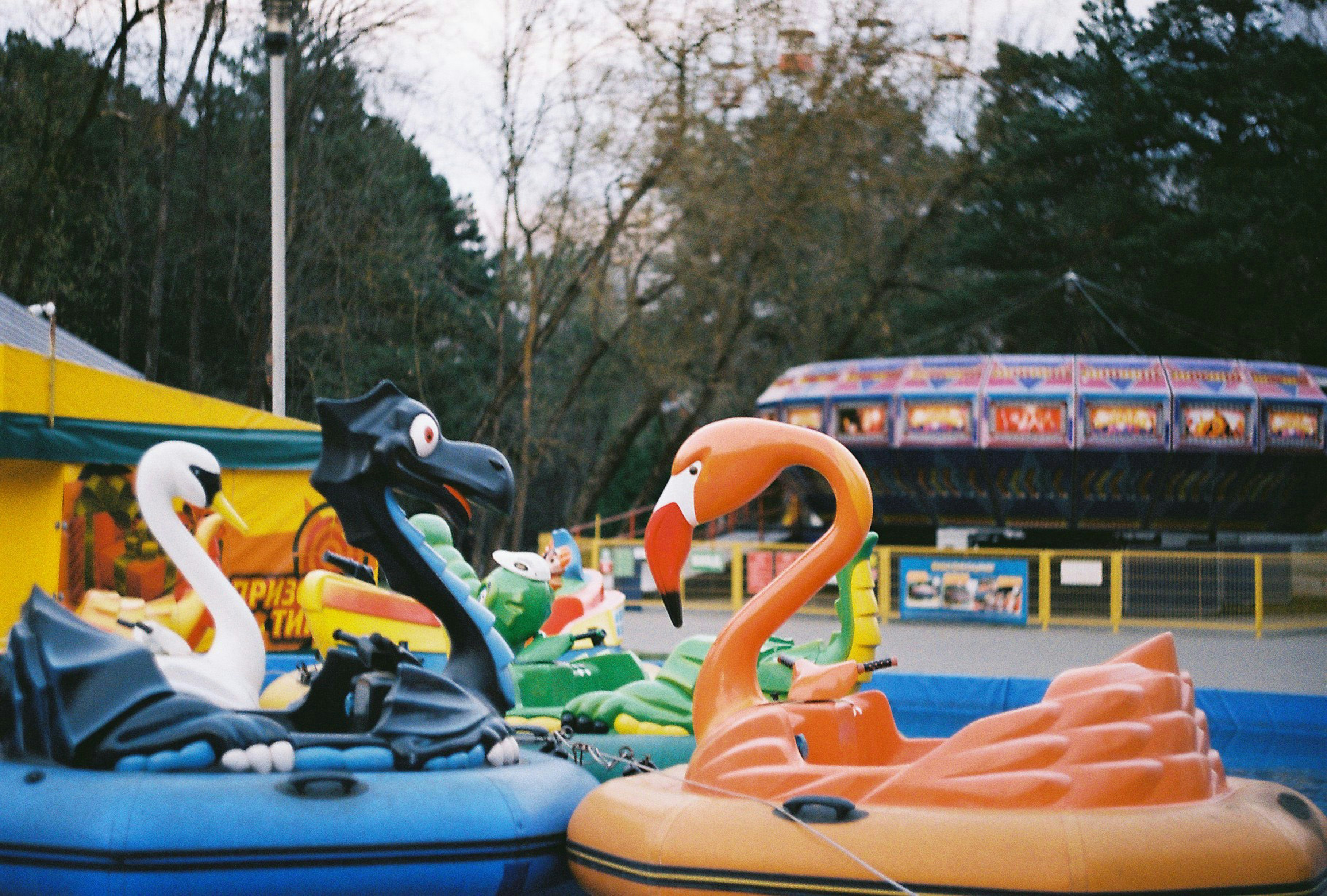 two animal floaters in pool during daytiume