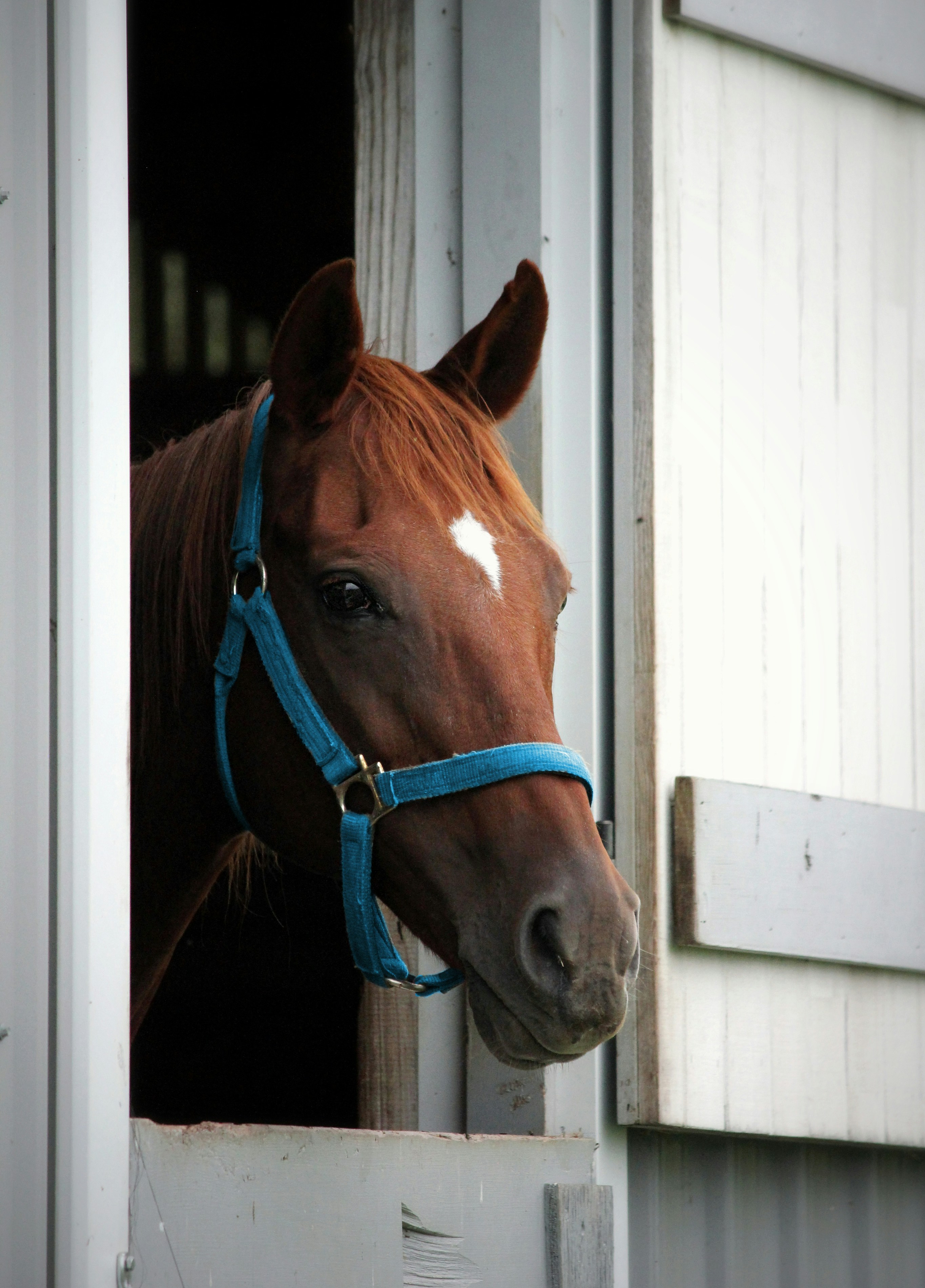 Définition de colt | Dictionnaire français