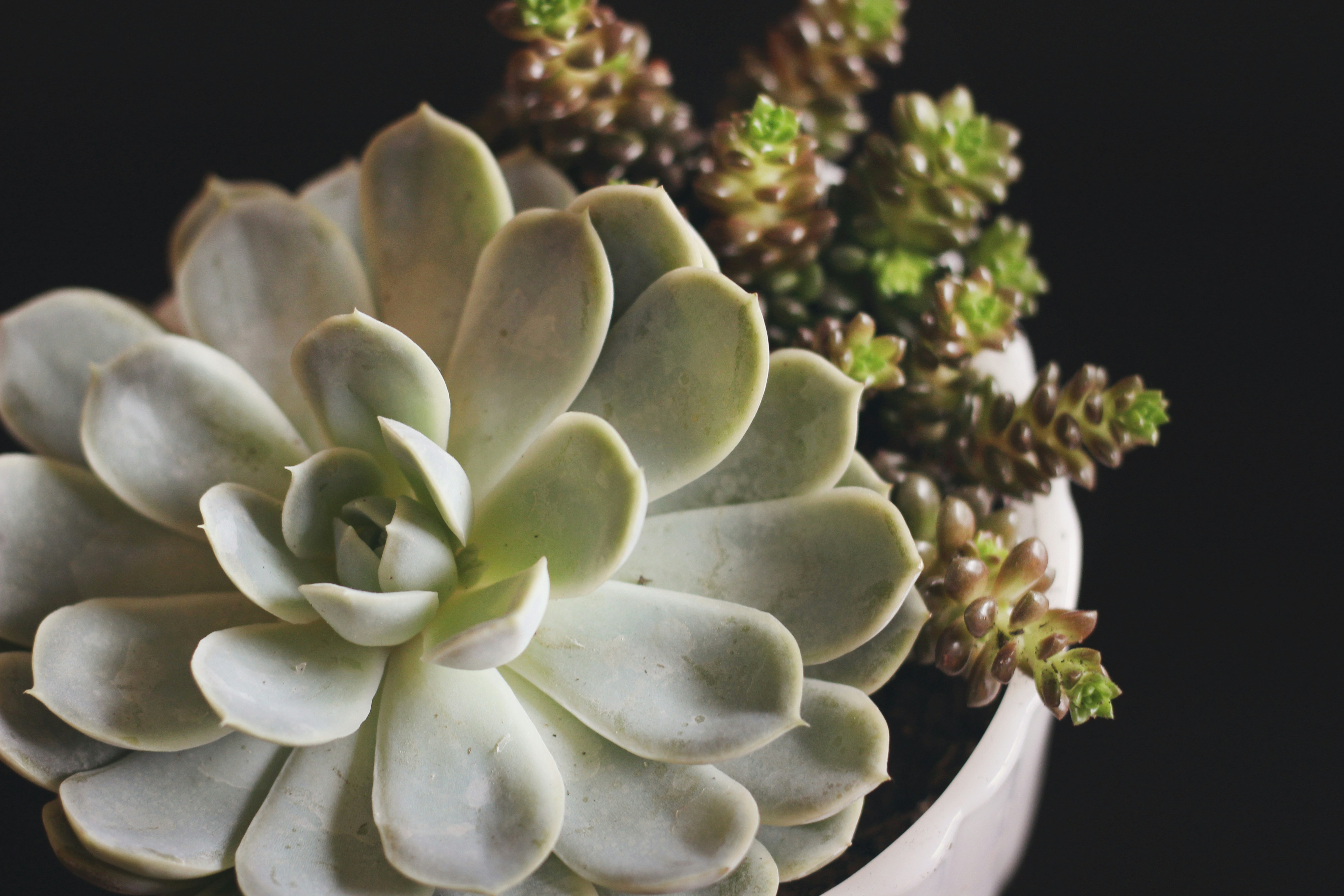A close-up view of a succulent arrangement featuring a large, pale green rosette and smaller, vibrant green plants in a white pot.