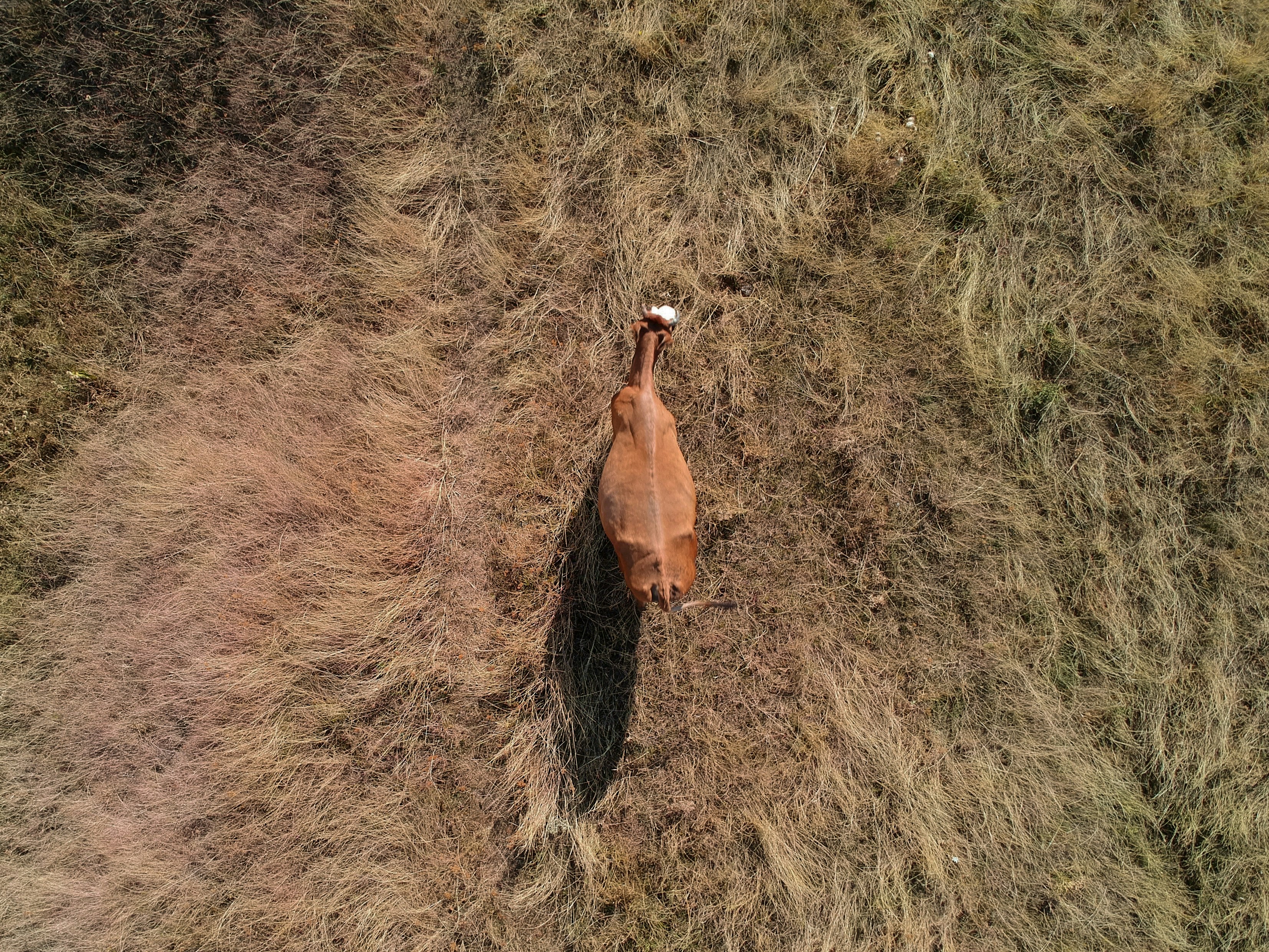 Lone Horse Crossing a Sea of Dry Grass: An Aerial Portrait