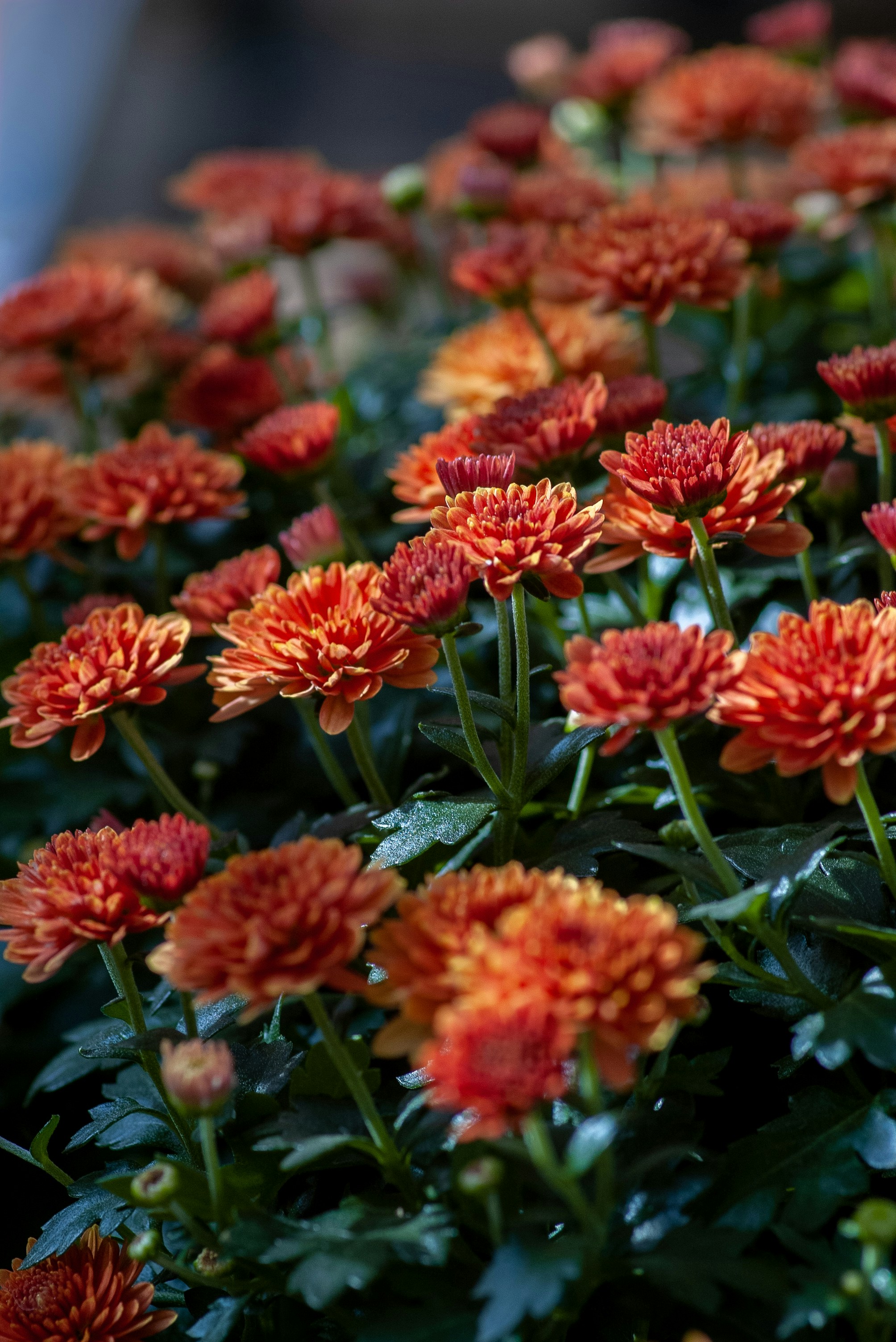 Vibrant clusters of orange chrysanthemums bloom, showcasing their intricate petals against lush green foliage.