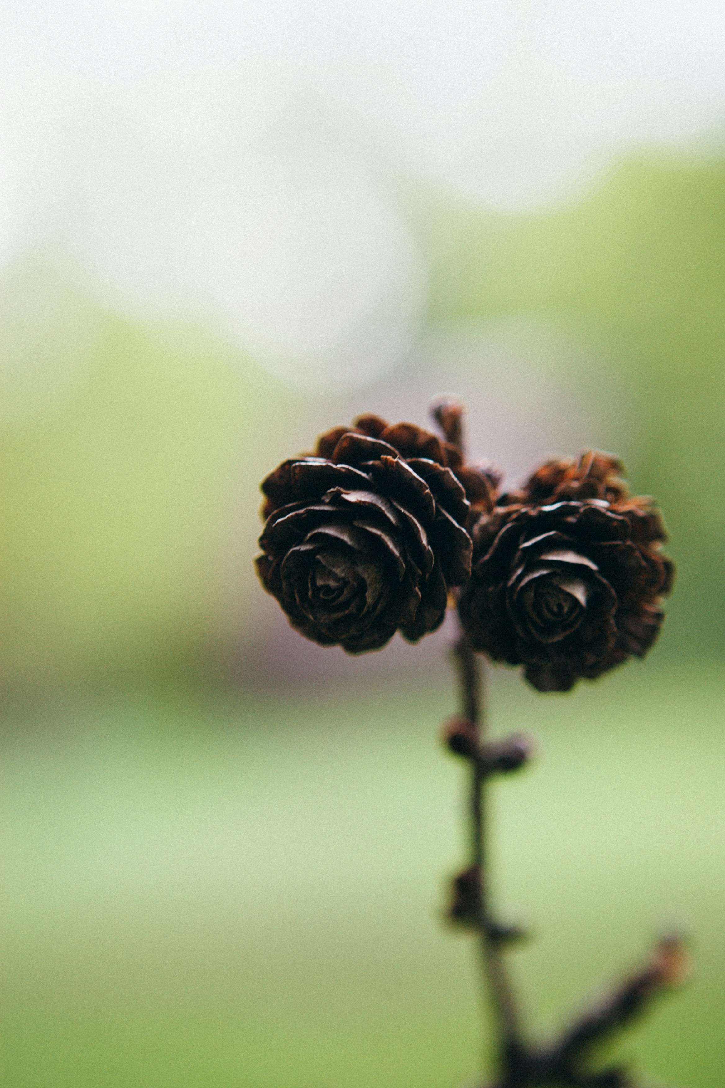 Two pinecones resembling roses perched on a slender branch against a softly blurred green background.