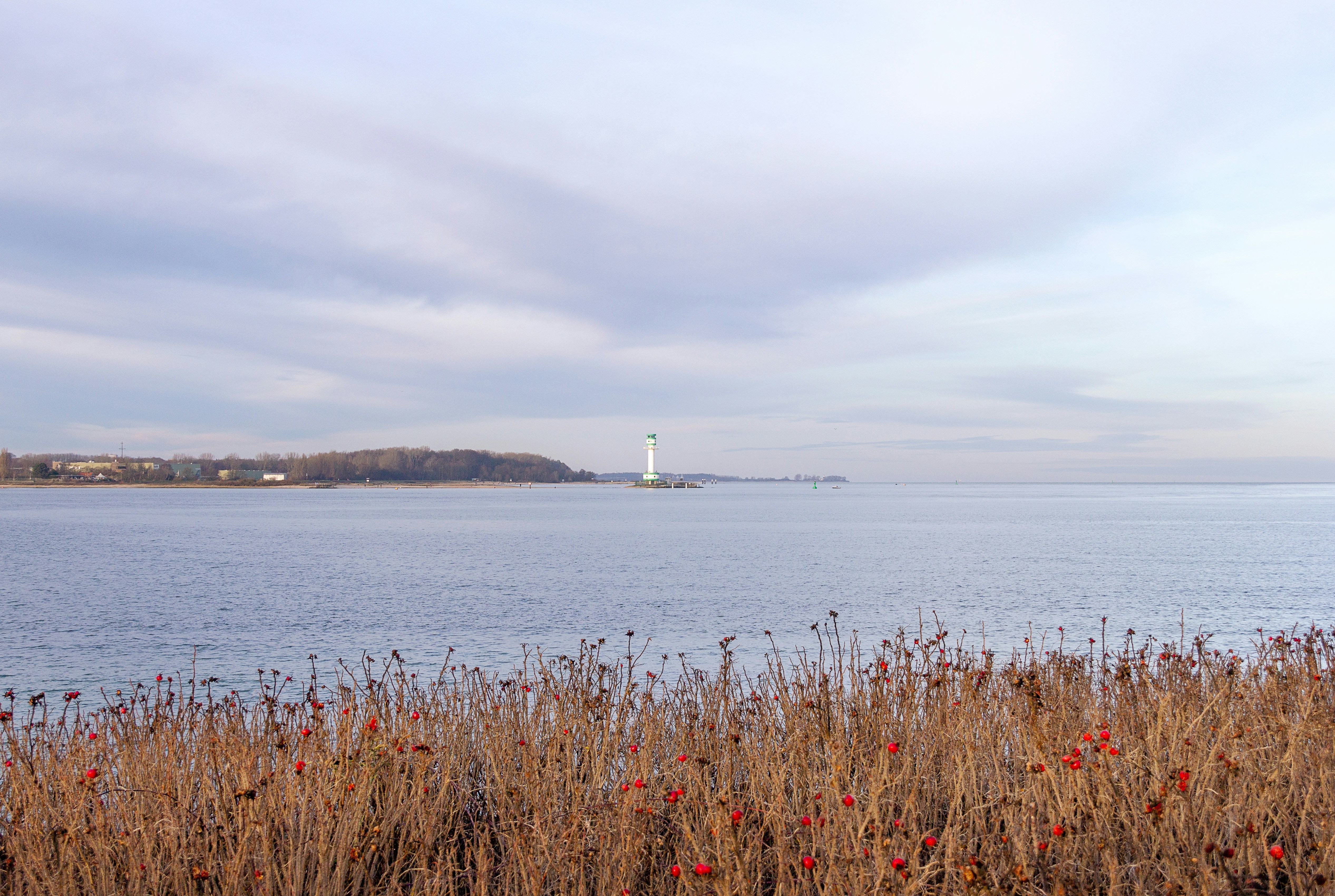 A lighthouse stands tall on a distant shore, surrounded by calm waters and wild grasses adorned with red berries. The scene captures a tranquil moment in nature.