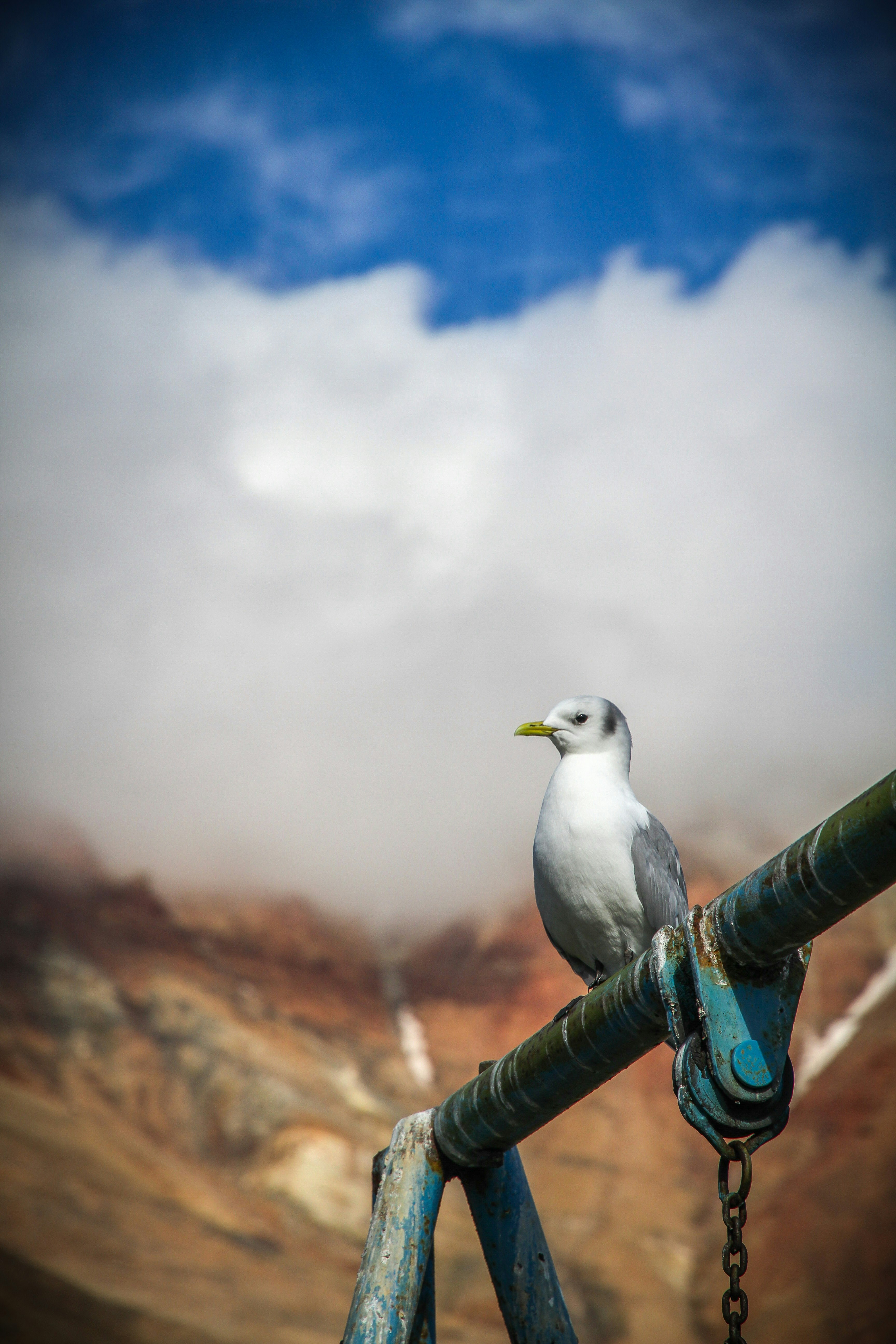 Seabird on a Weathered Rail: A lone gull surveying a rugged coast