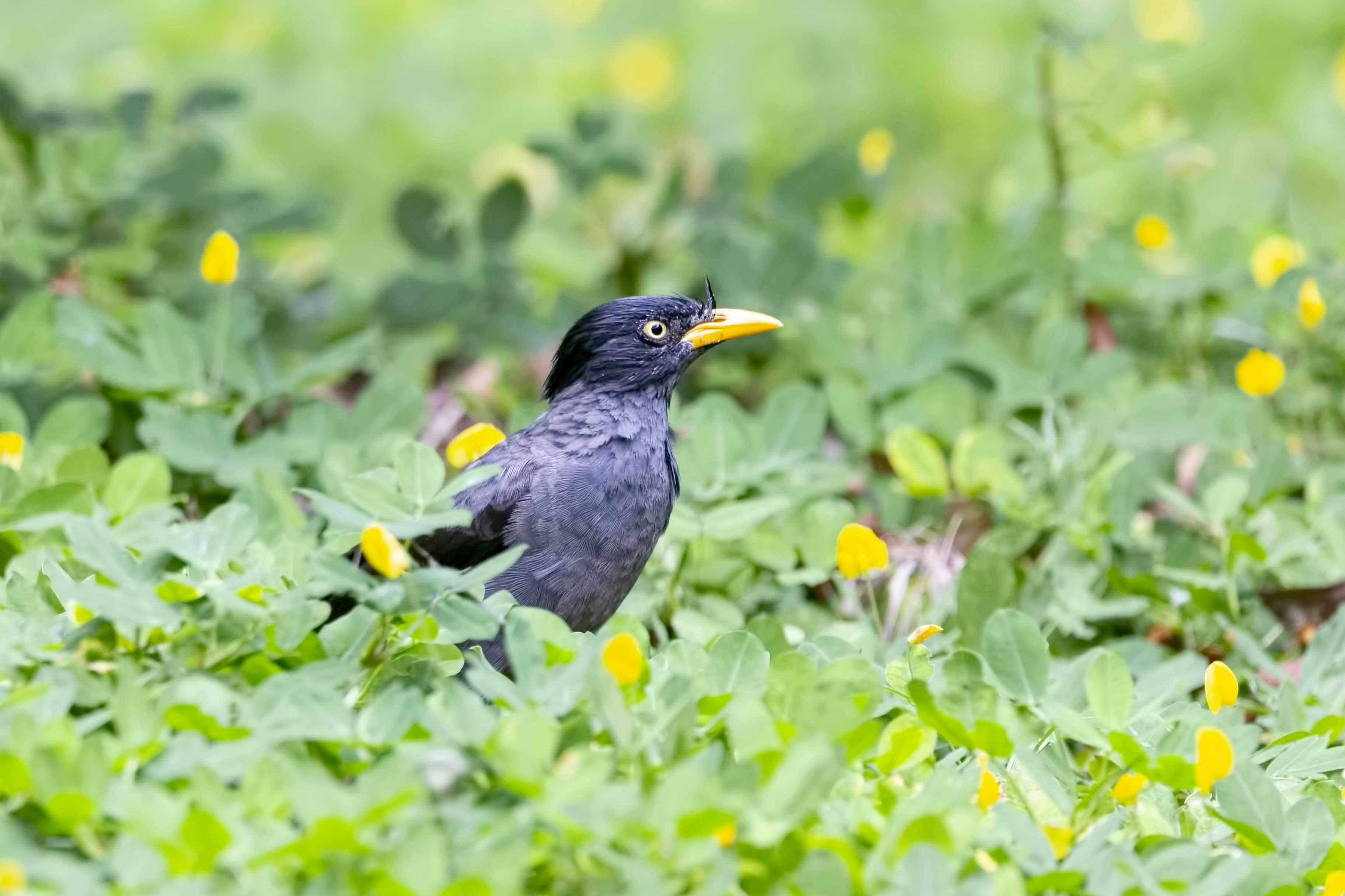 Javan myna bird in Singapore