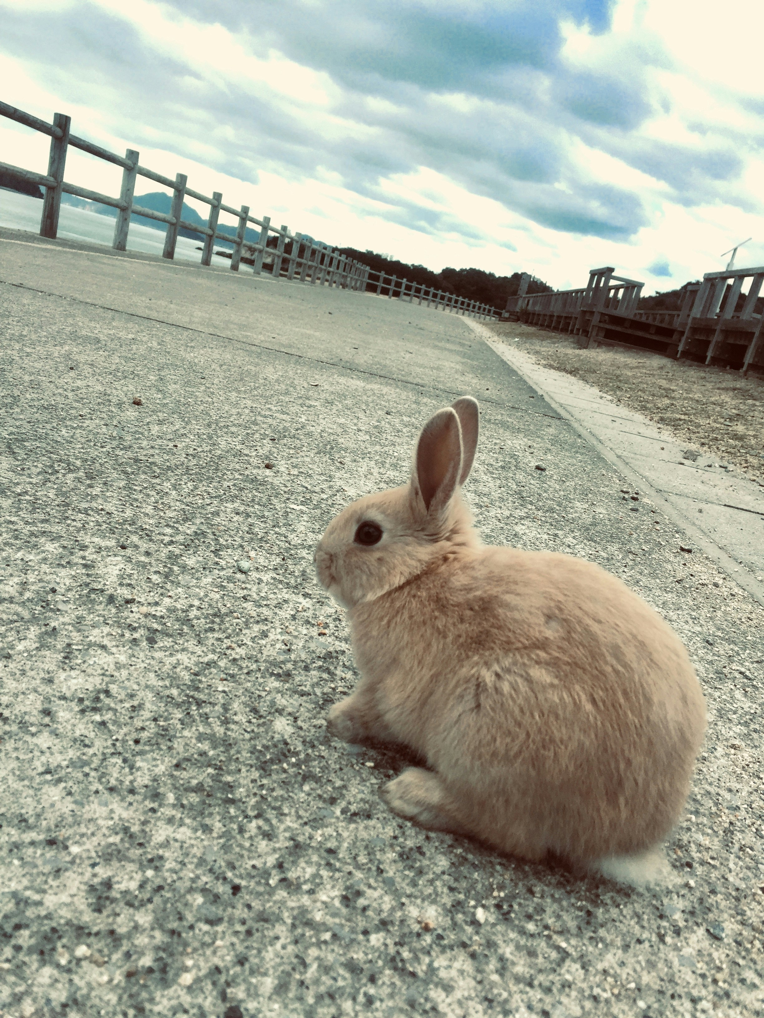 Fluffy rabbit resting on a concrete path beside a calm waterfront, framed by a cloudy sky.