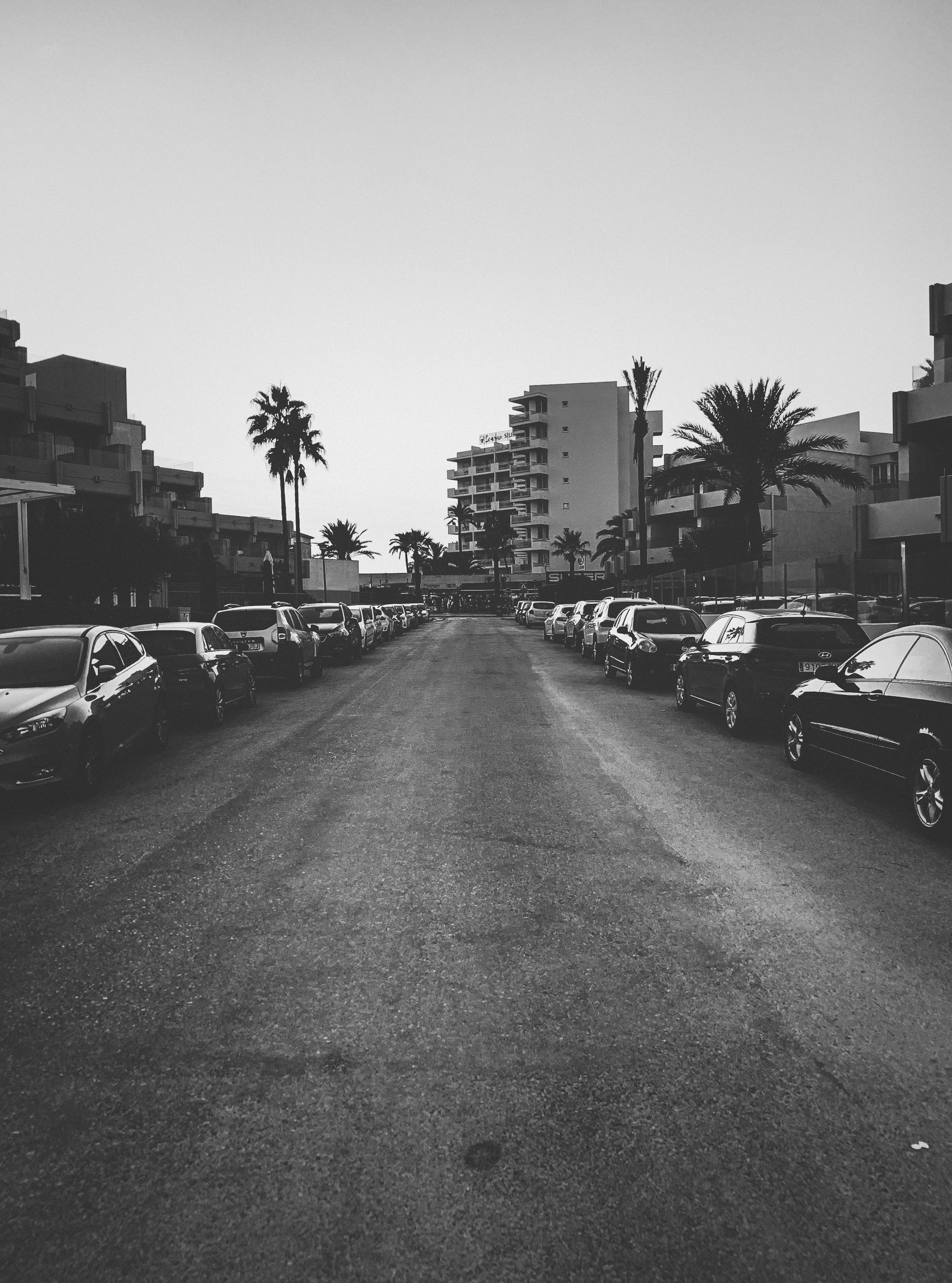 Monochrome street view with parked cars and palm trees lining the road under a clear sky.