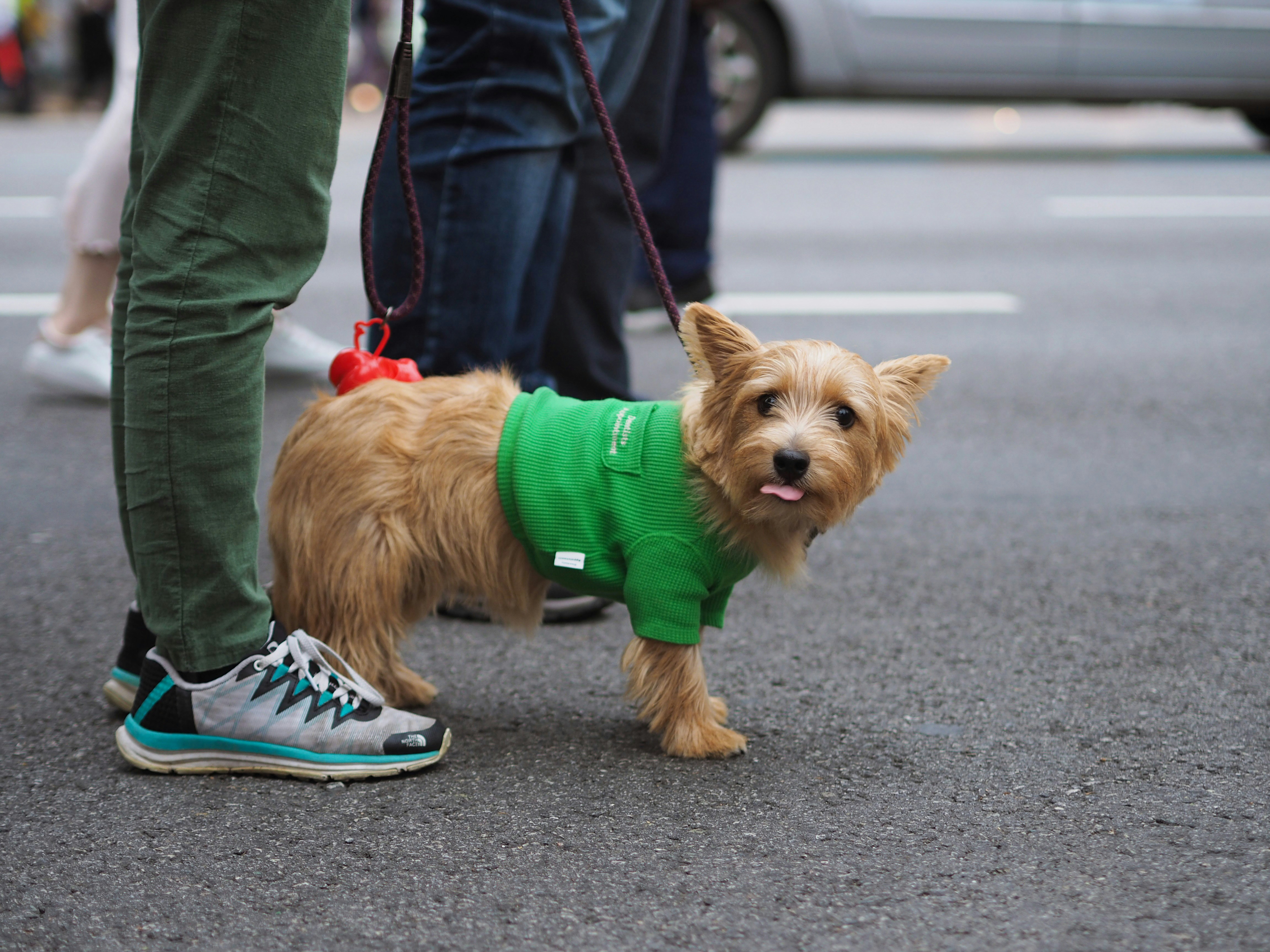 City Stroll with a Green-Sweater Terrier: A Tiny Pup Steers Attention on the Sidewalk