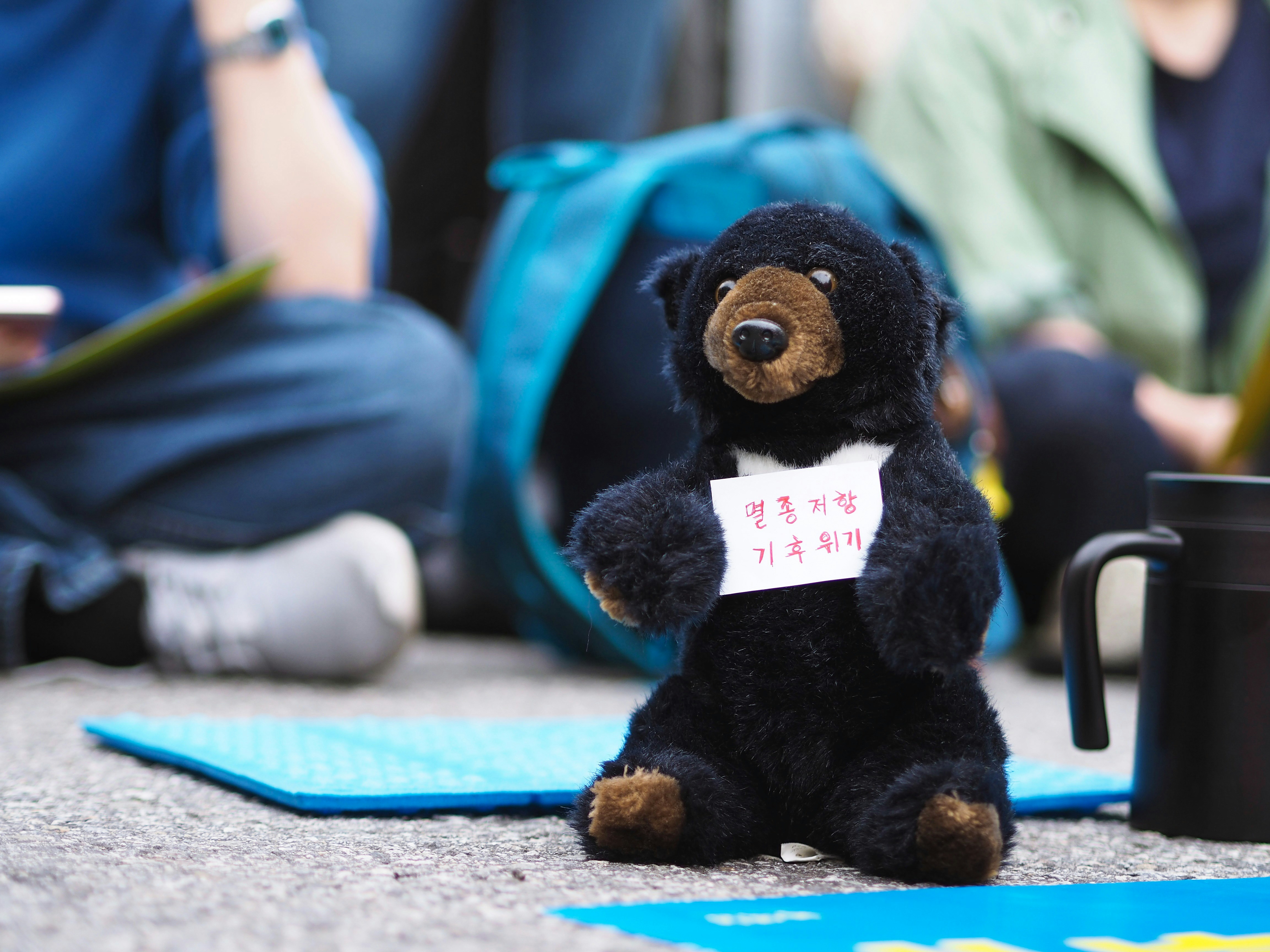 The Velvet Bear with a Handmade Sign on a Park Bench