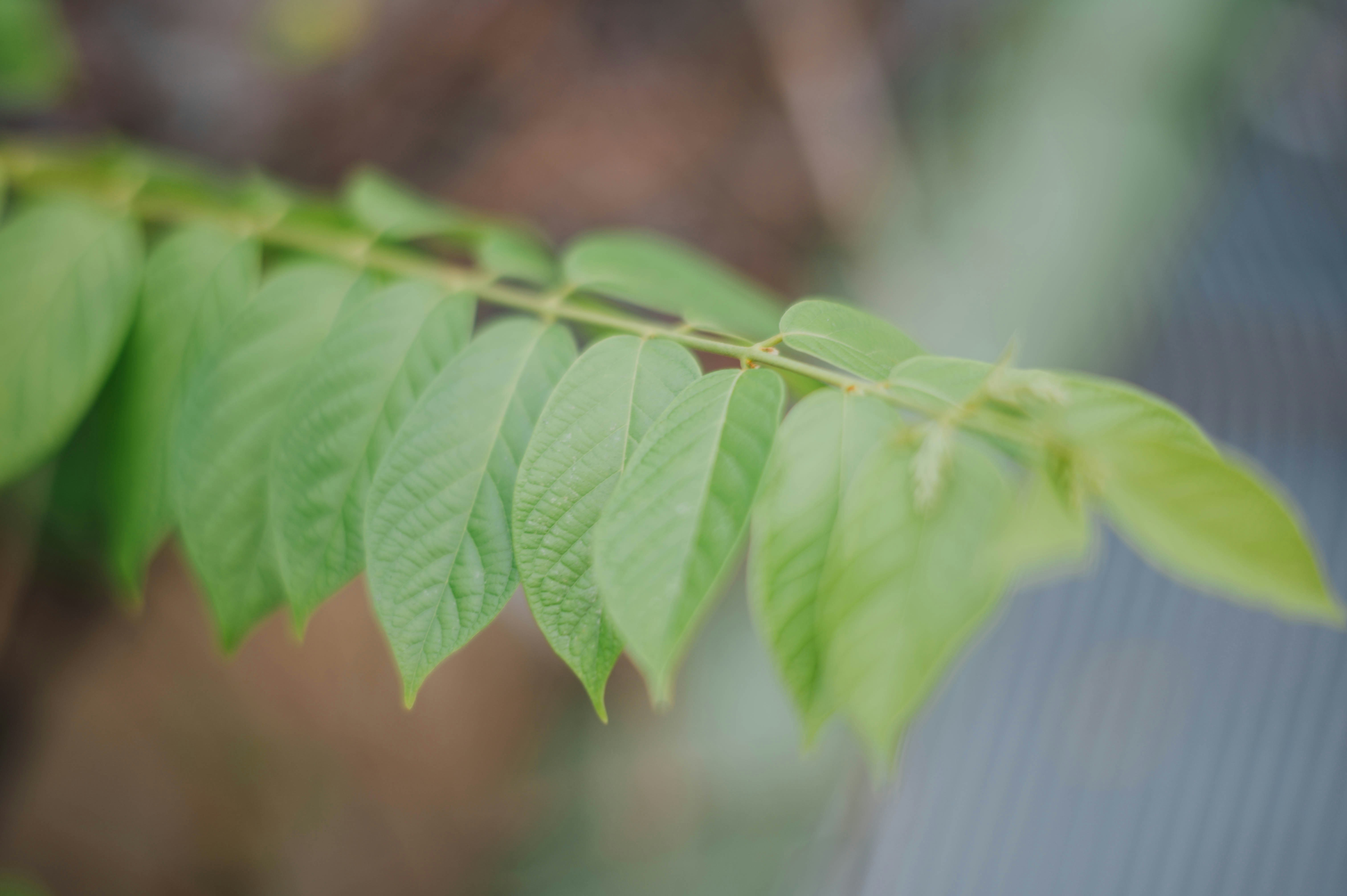 Emerald Rachis: a close-up study of leaflets in shallow focus
