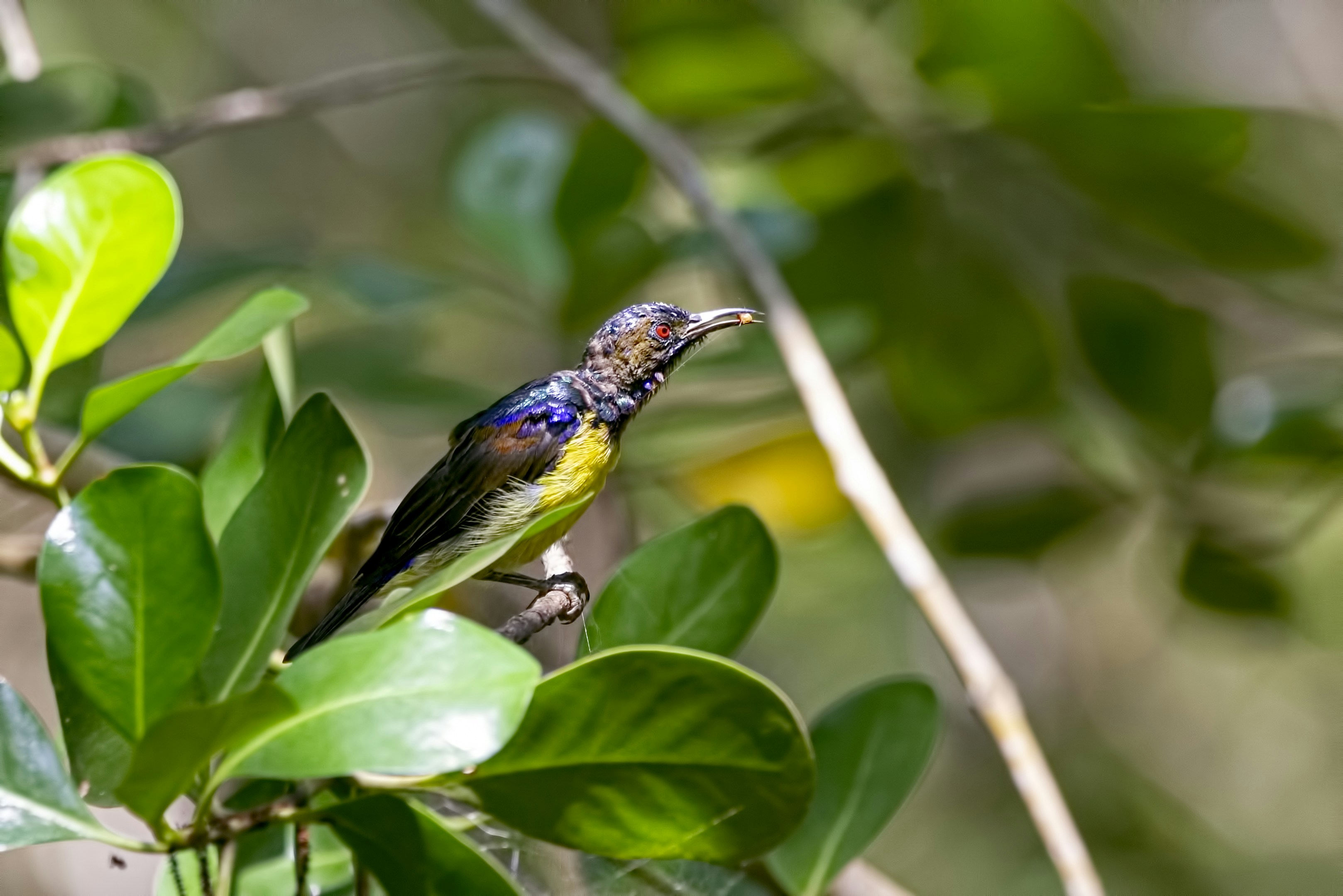 Iridescent Sunbird on a Quiet Green Perch