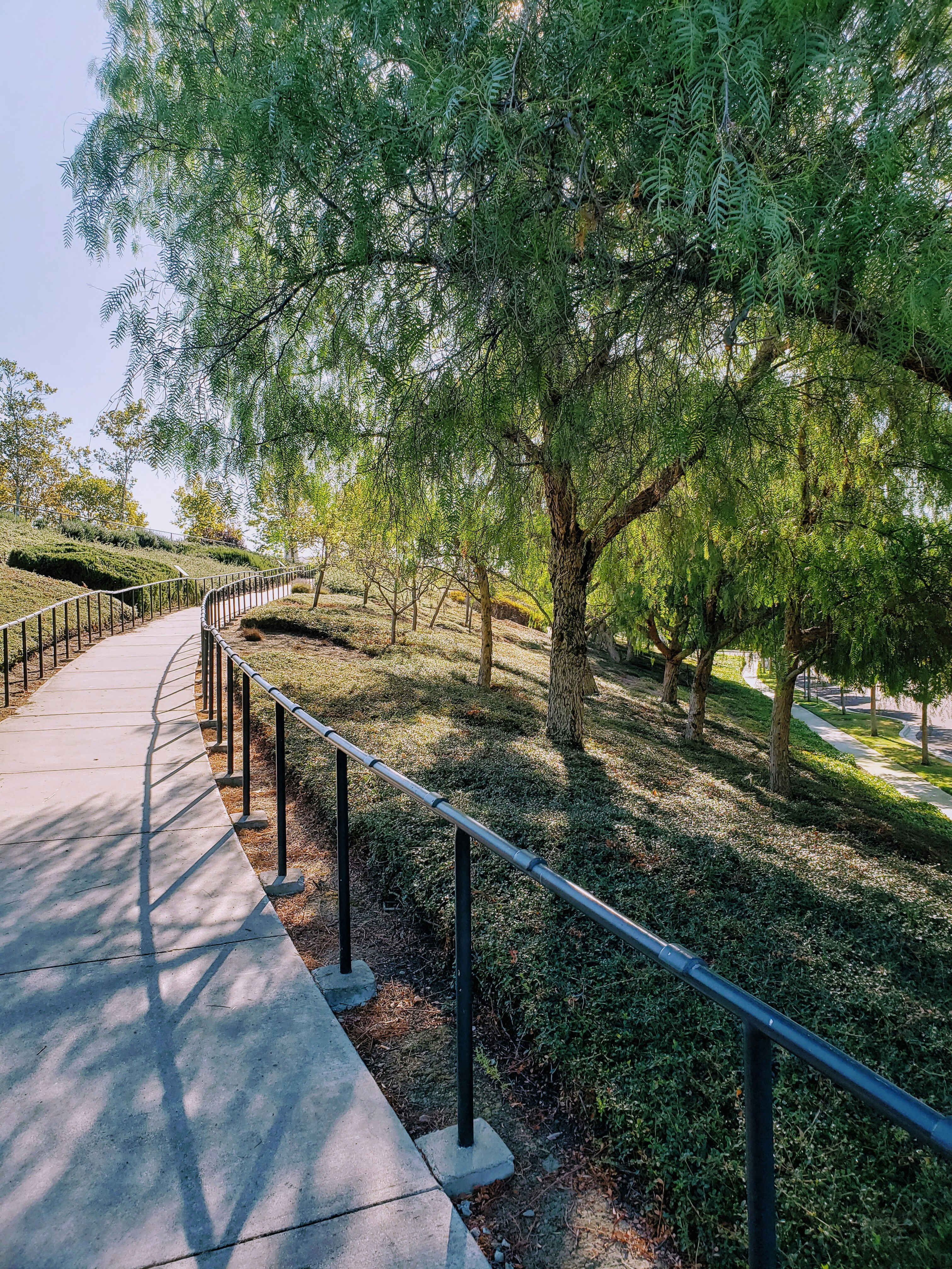 Winding Park Walk Under a Canopy of Green