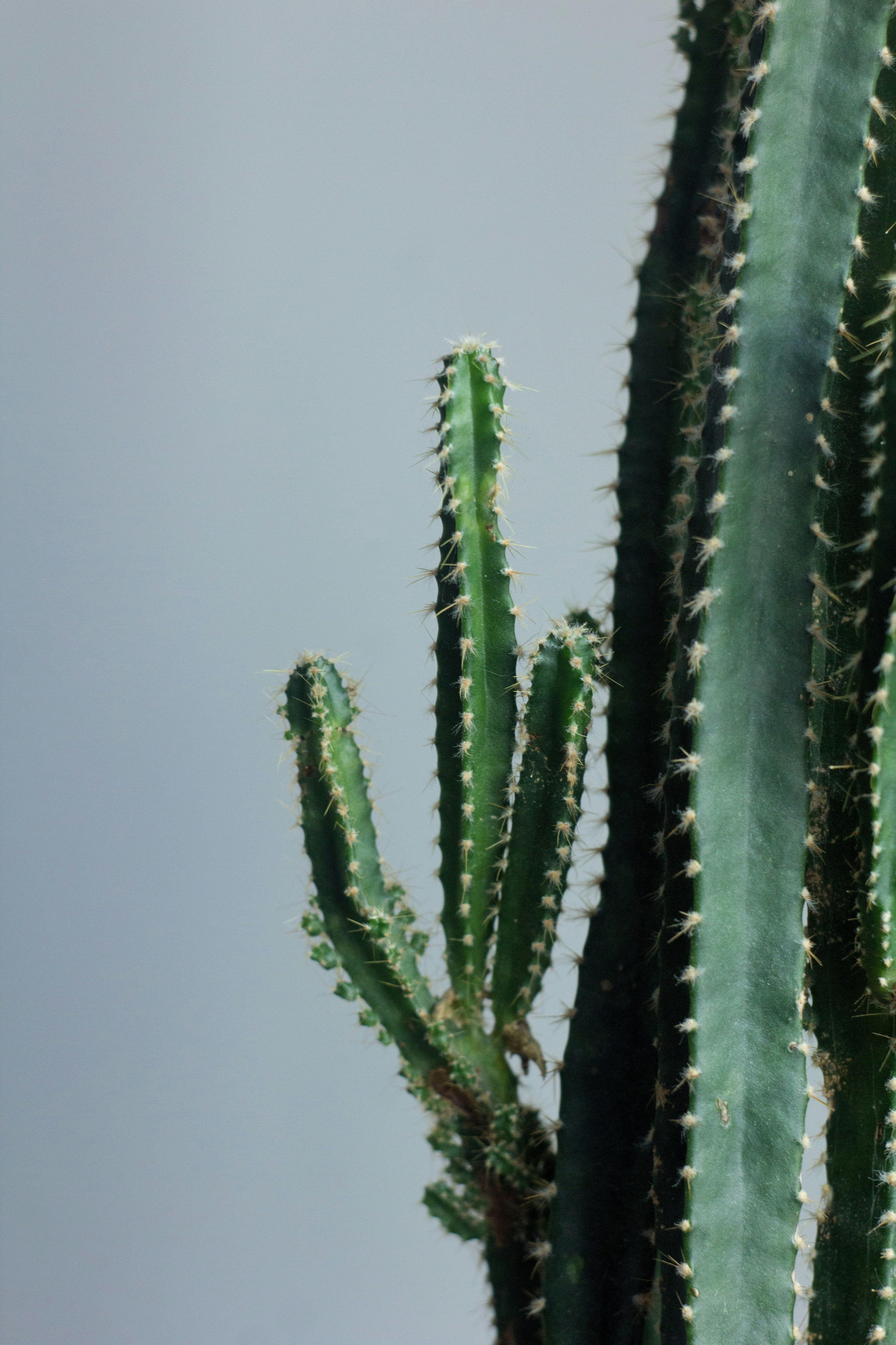 500+ Cactus Plant Pictures [HD] | Download Free Images on Unsplash