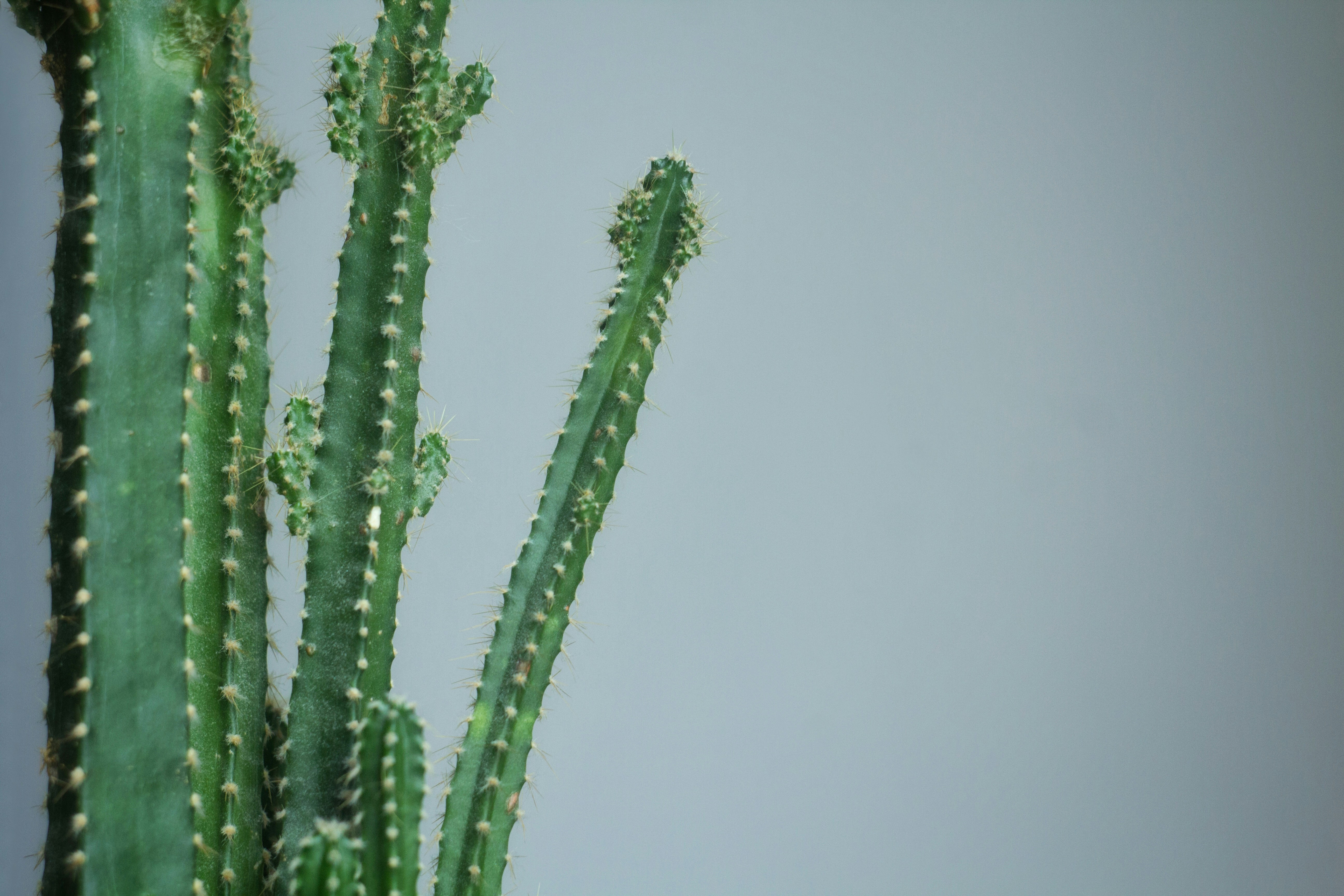 A tall cactus with elongated arms reaching towards the sky, set against a soft gray backdrop.