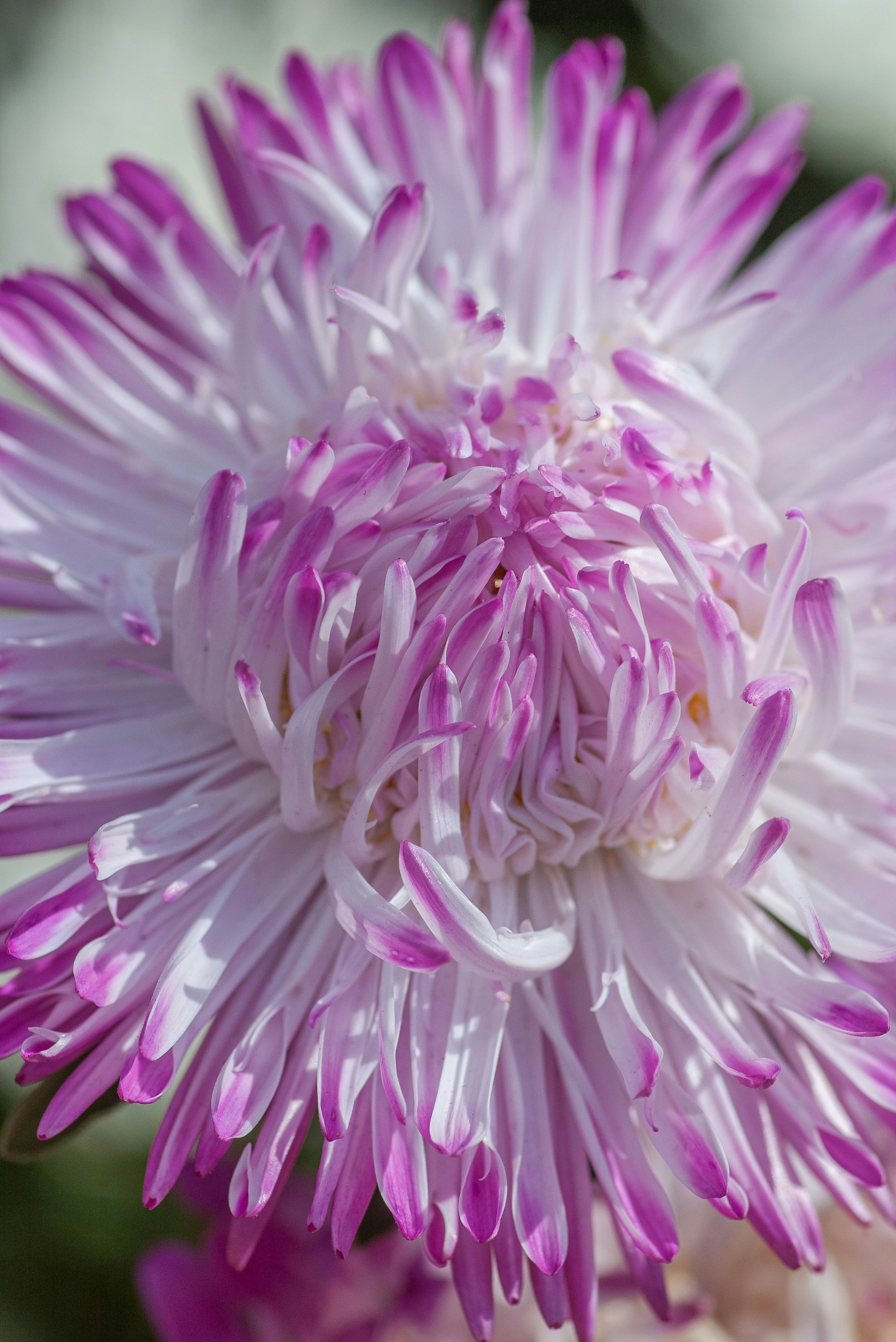 Close-up of a vibrant chrysanthemum flower showcasing intricate petal details in shades of pink and white.