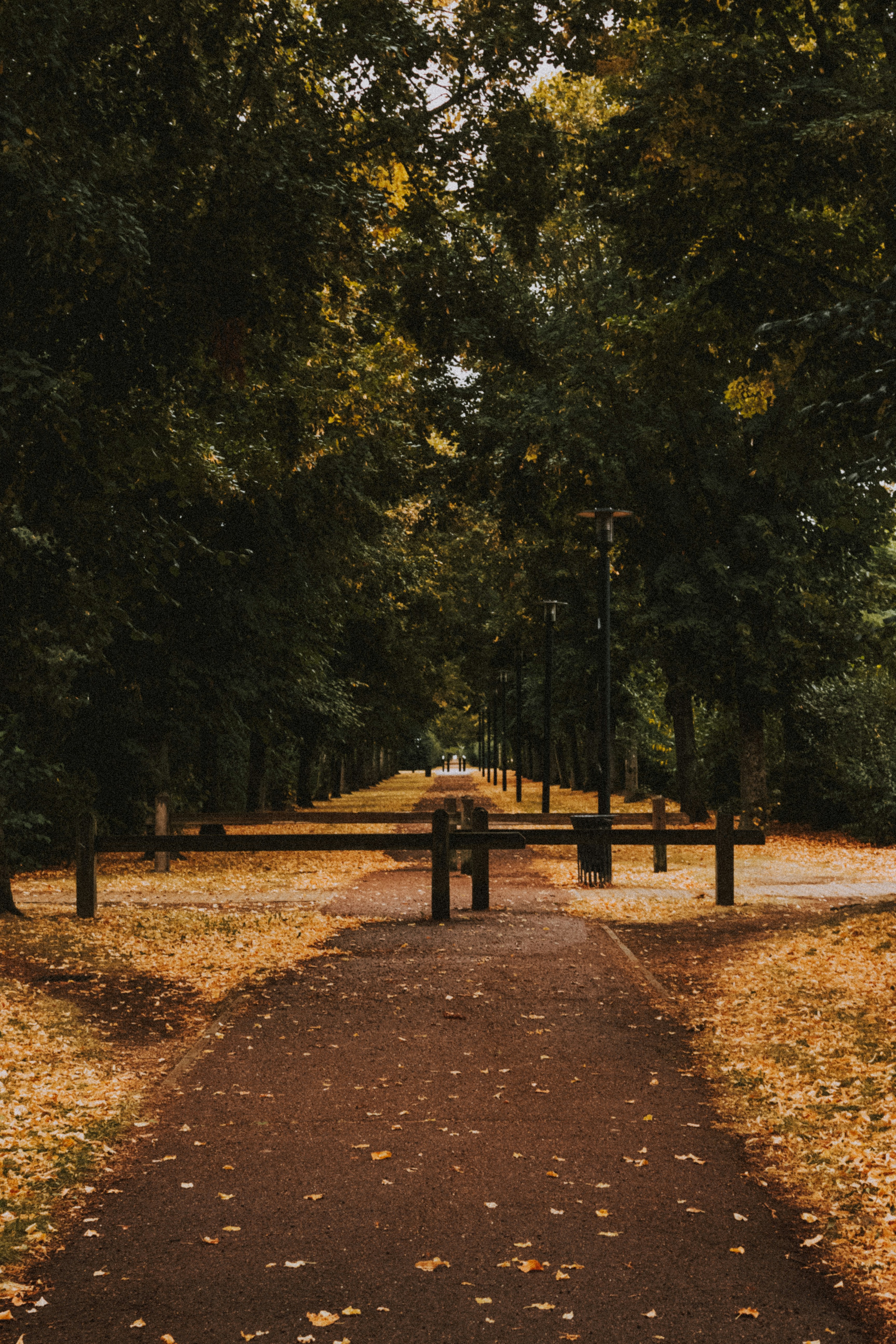 Fence blocking road under trees photo – Free Gravel Image on Unsplash
