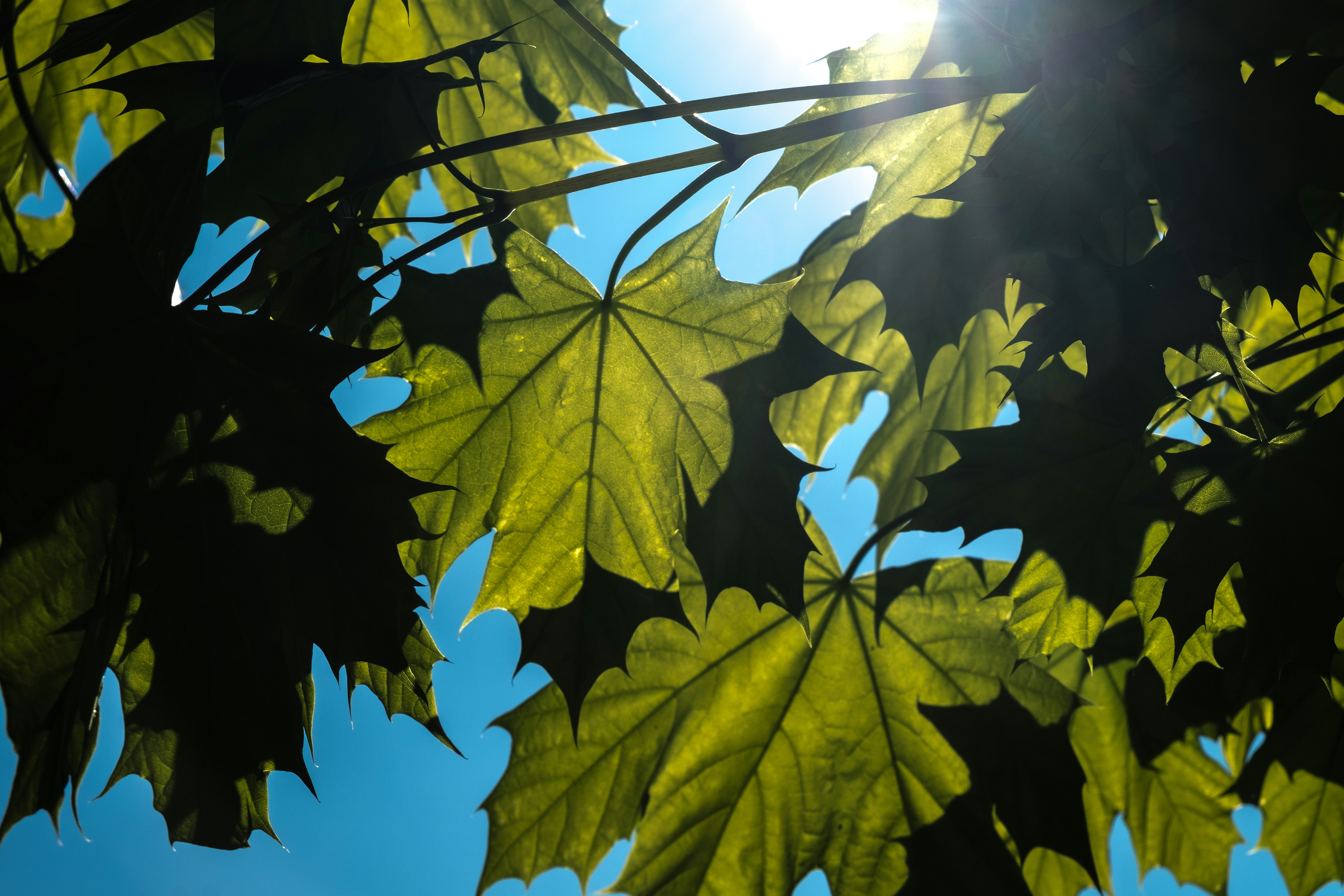 Backlit Maple Canopy: Sunlit Veins Framing a Sky-Blue Opening
