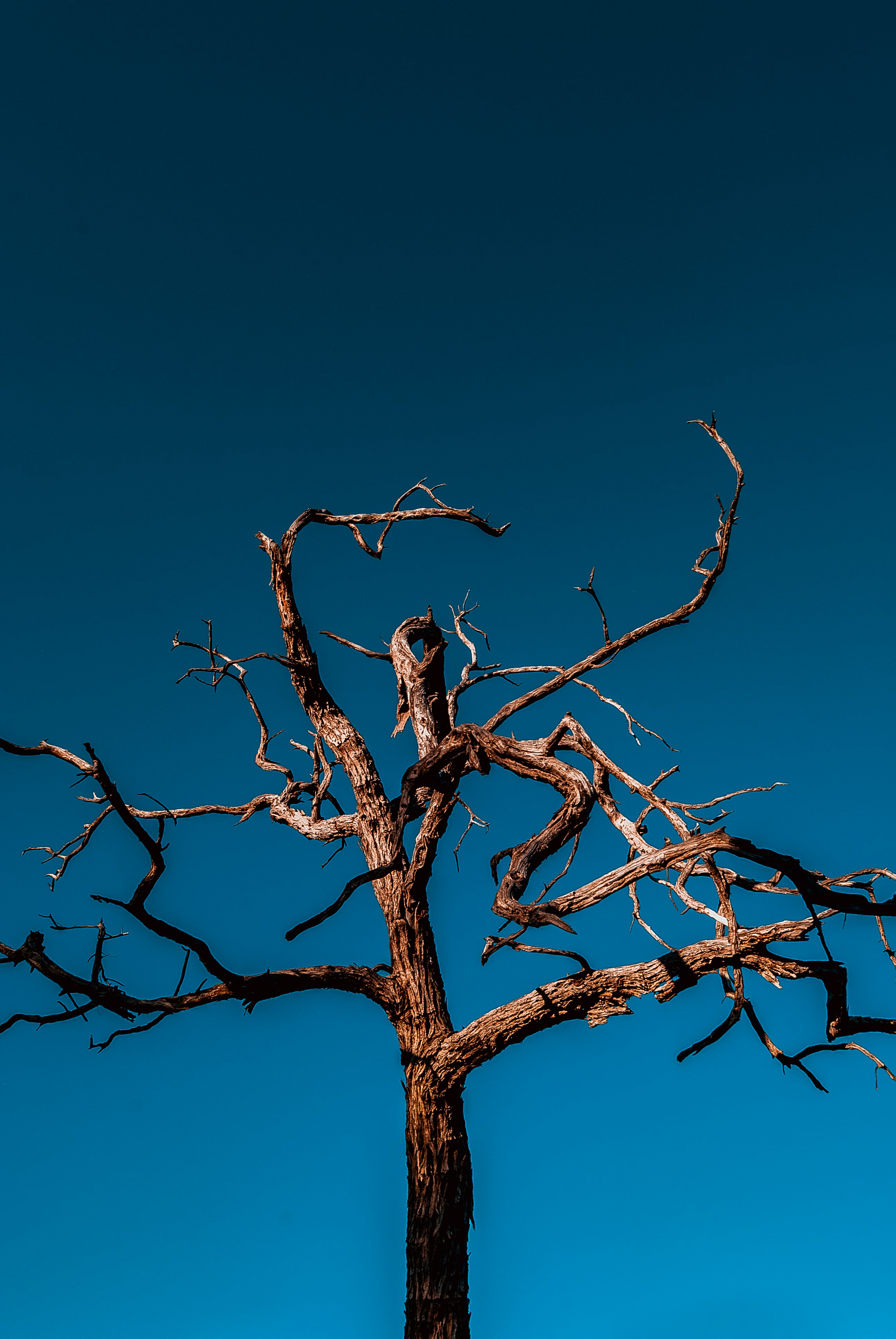 Dry Tree Pictures | Download Free Images on Unsplash