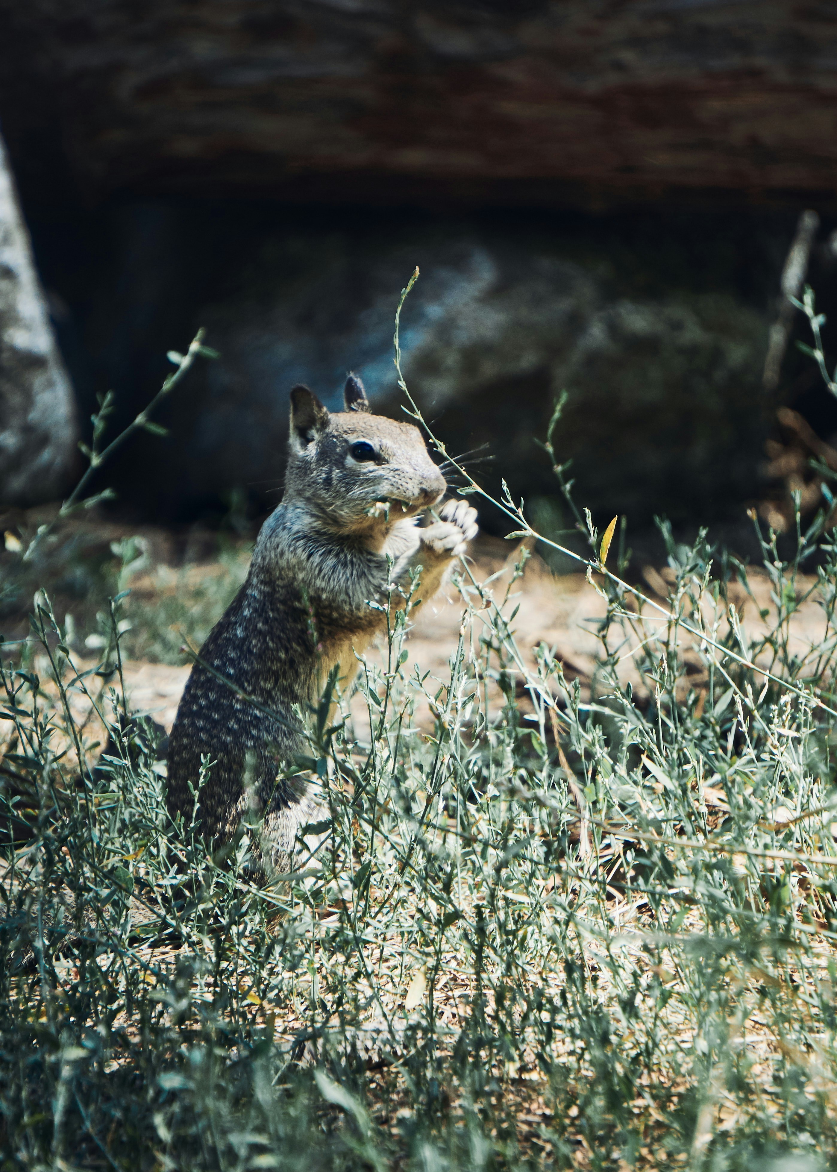 Pause at the Edge: A Squirrel's Quiet Recon in Scrub