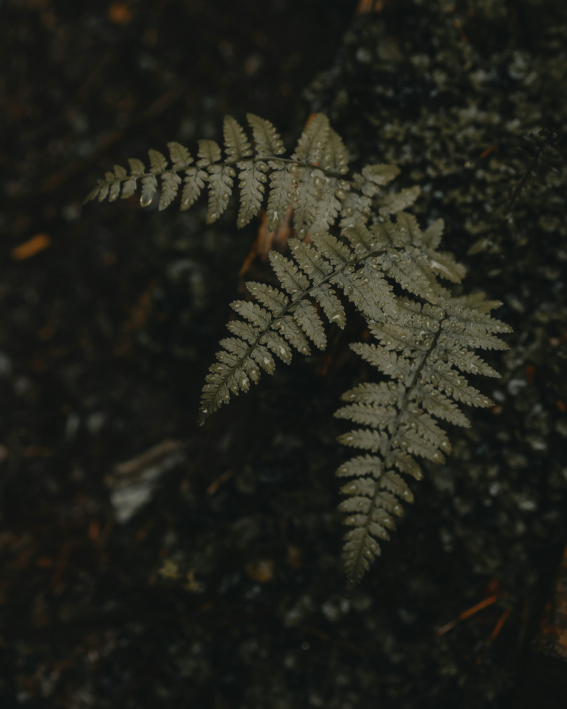Delicate fern leaves adorned with droplets, set against a dark, textured background of forest floor. 