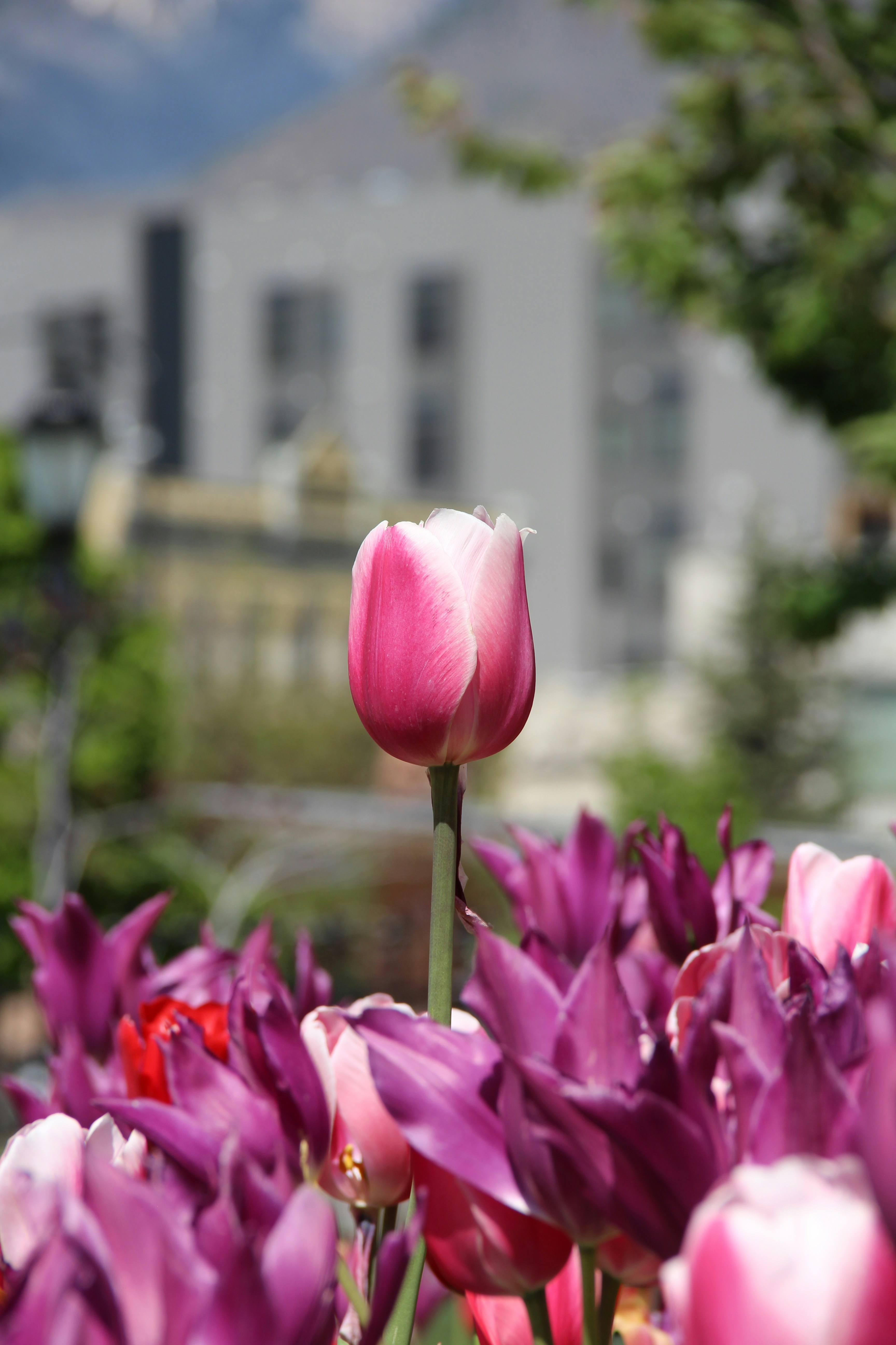 The Lone Pink Tulip Rising Above a Sea of Purple Blooms