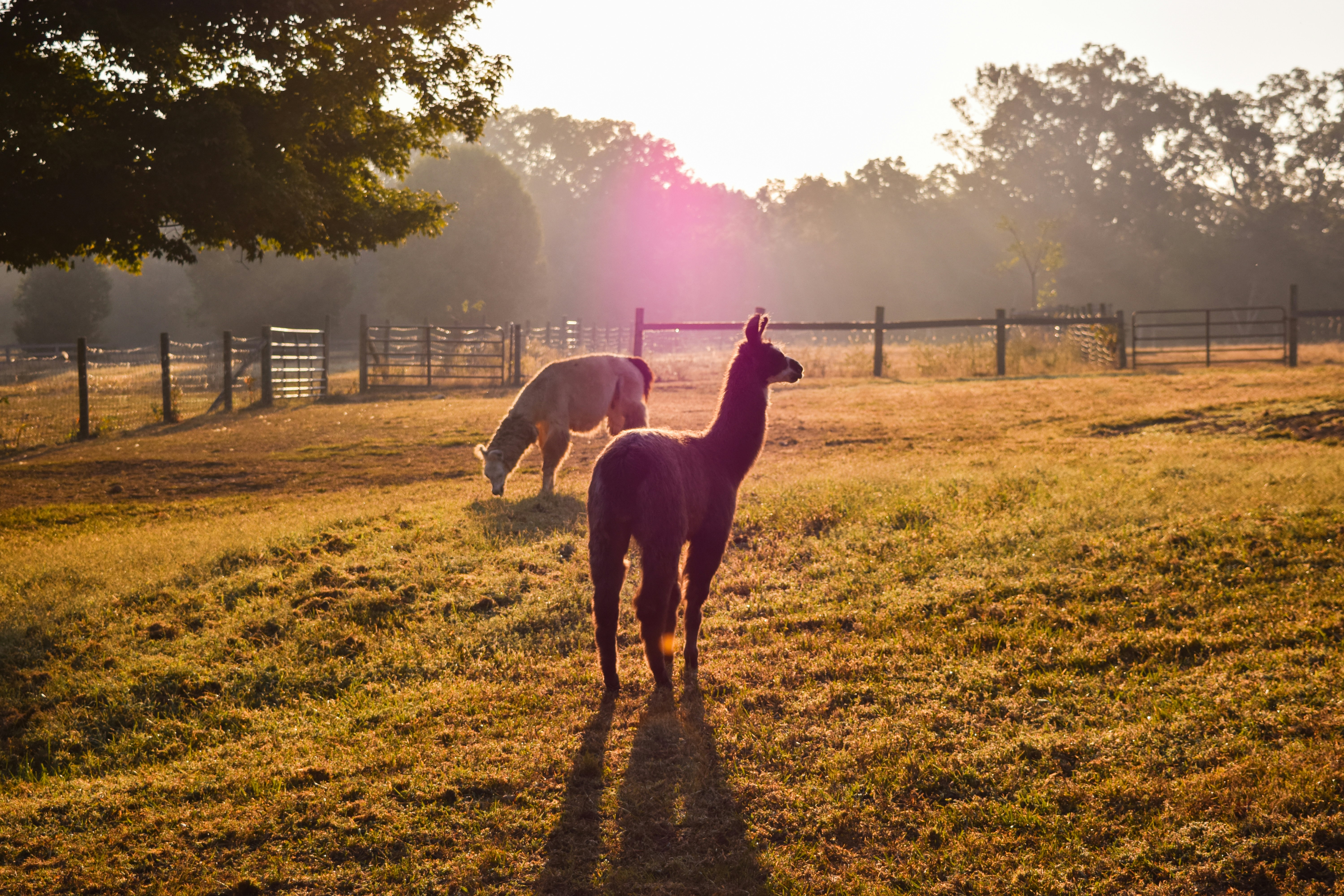 Sunlit Silhouettes in a Quiet Farm Field
