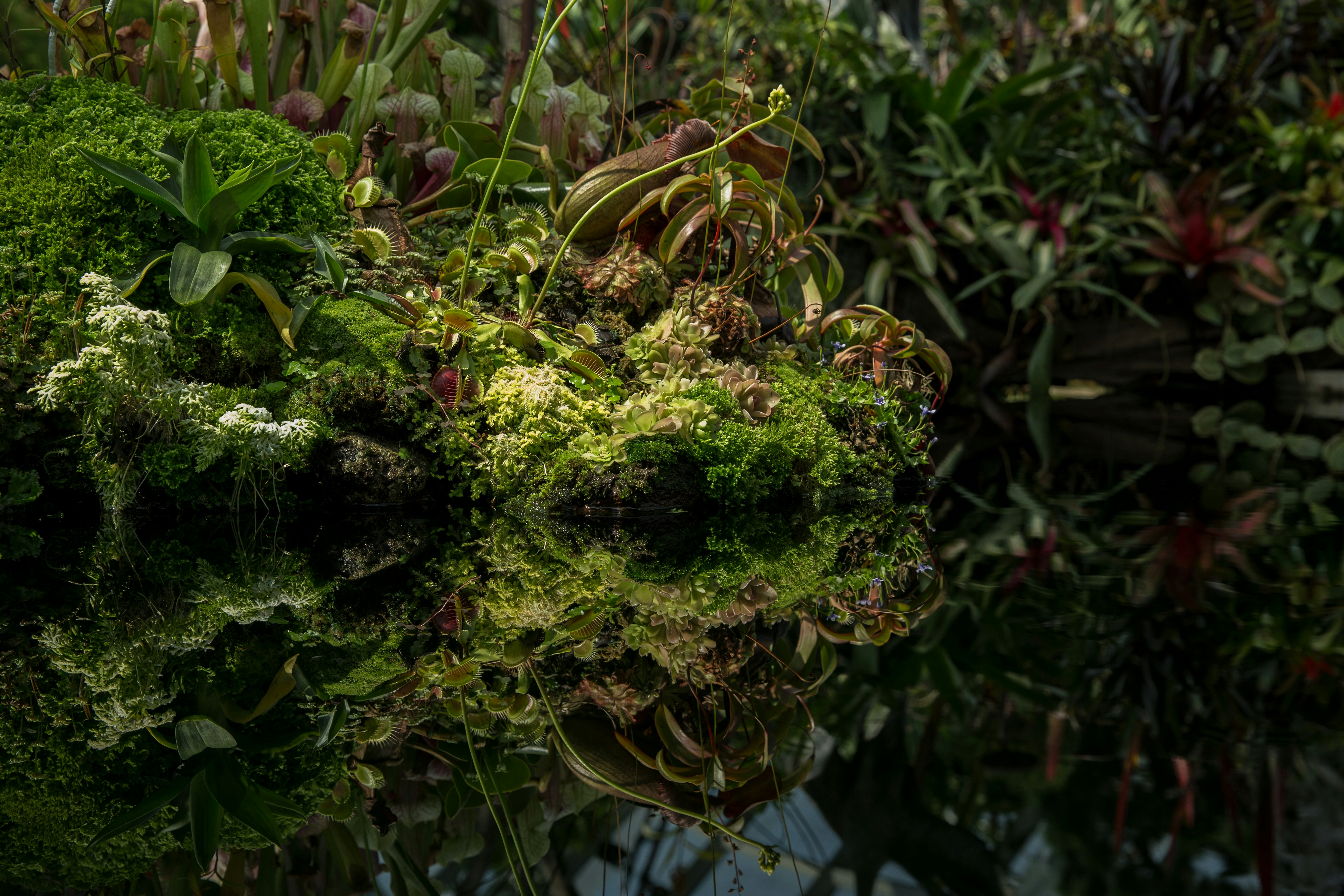 Tropical plants reflected in water, Singapore Gardens by the Bay