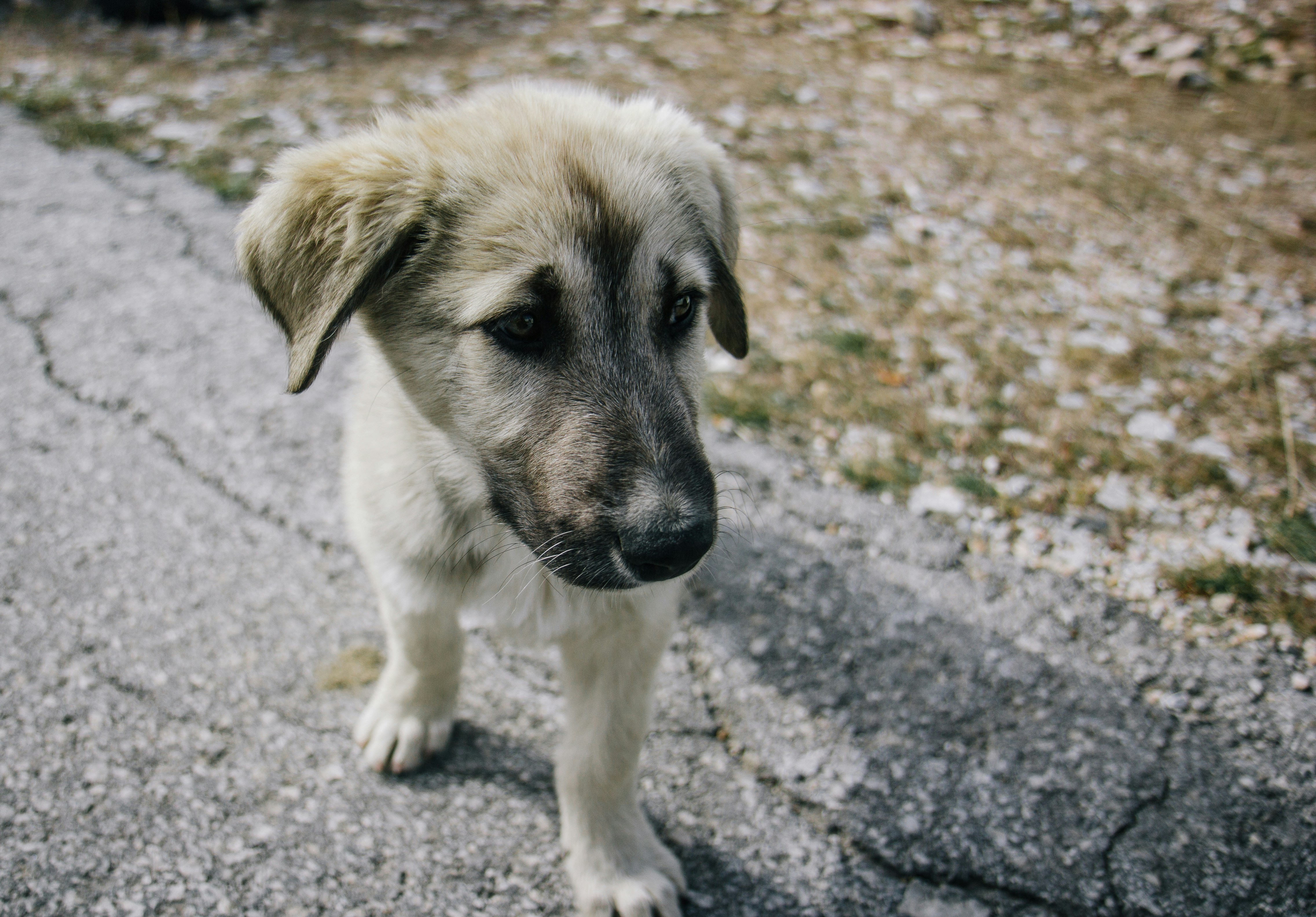A young dog with a light coat gazes inquisitively at the camera while standing on a cracked asphalt surface.