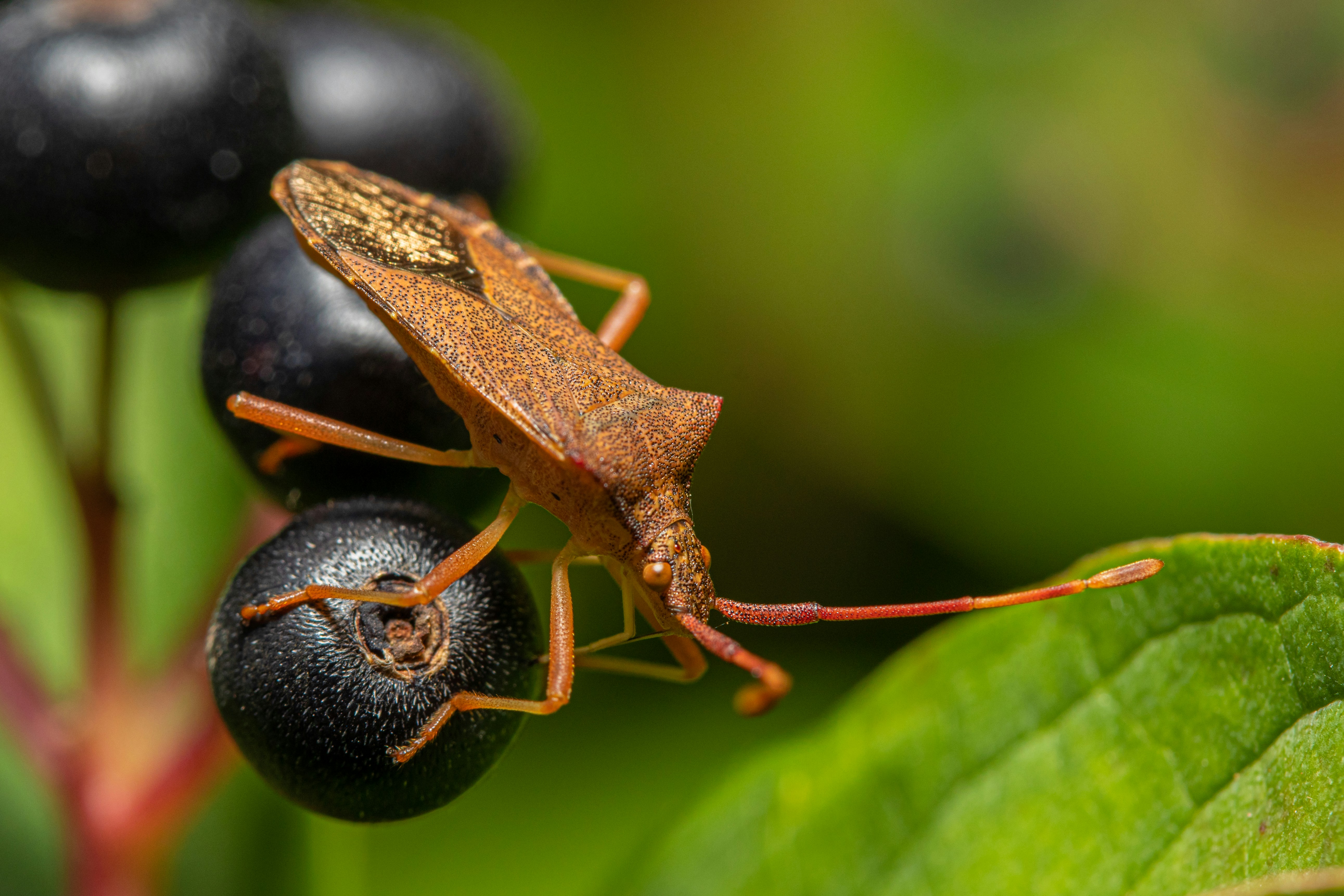 Camouflaged Predator on Dark Berries