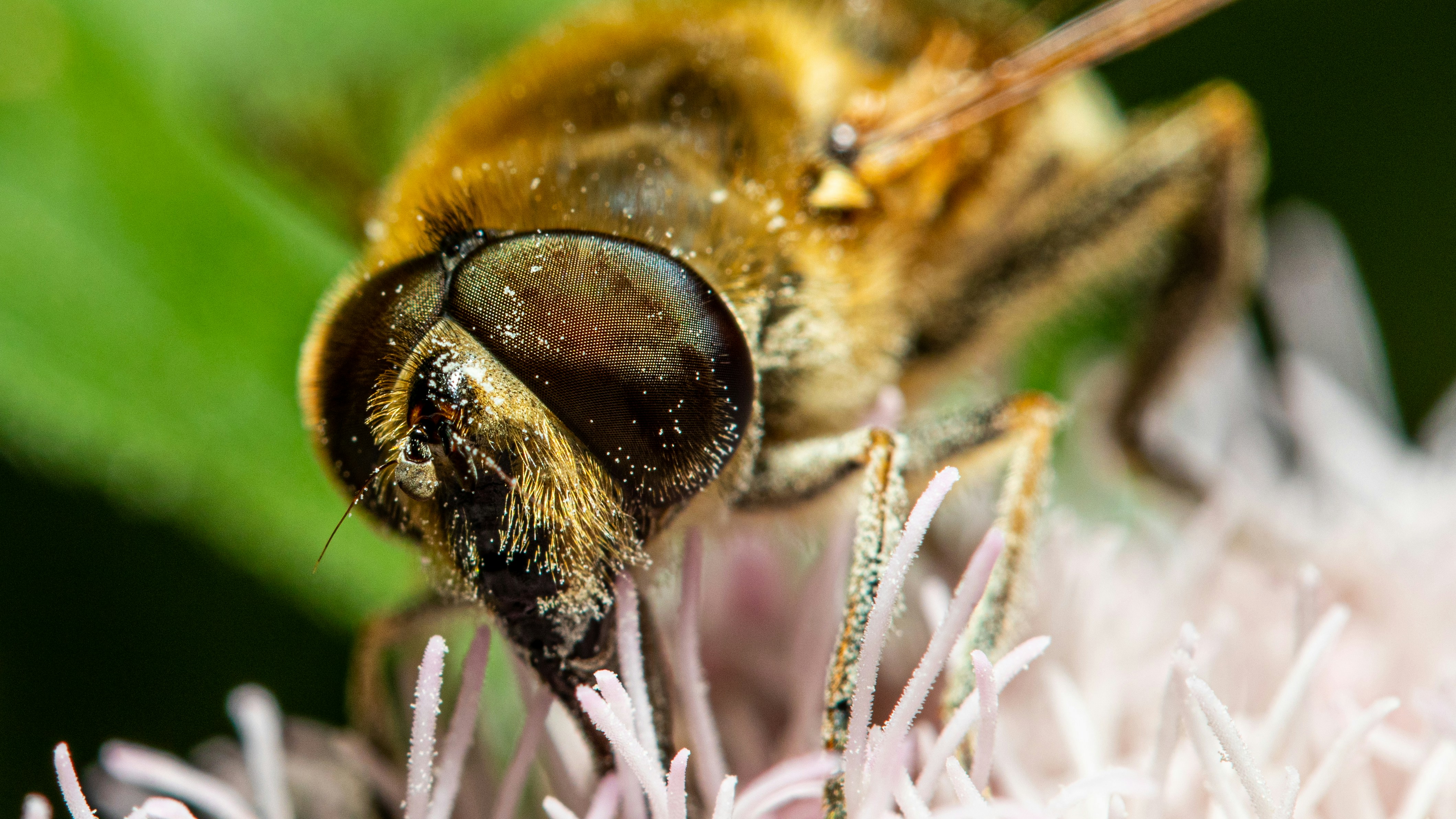 Brown insect on flower photo – Free Animal Image on Unsplash