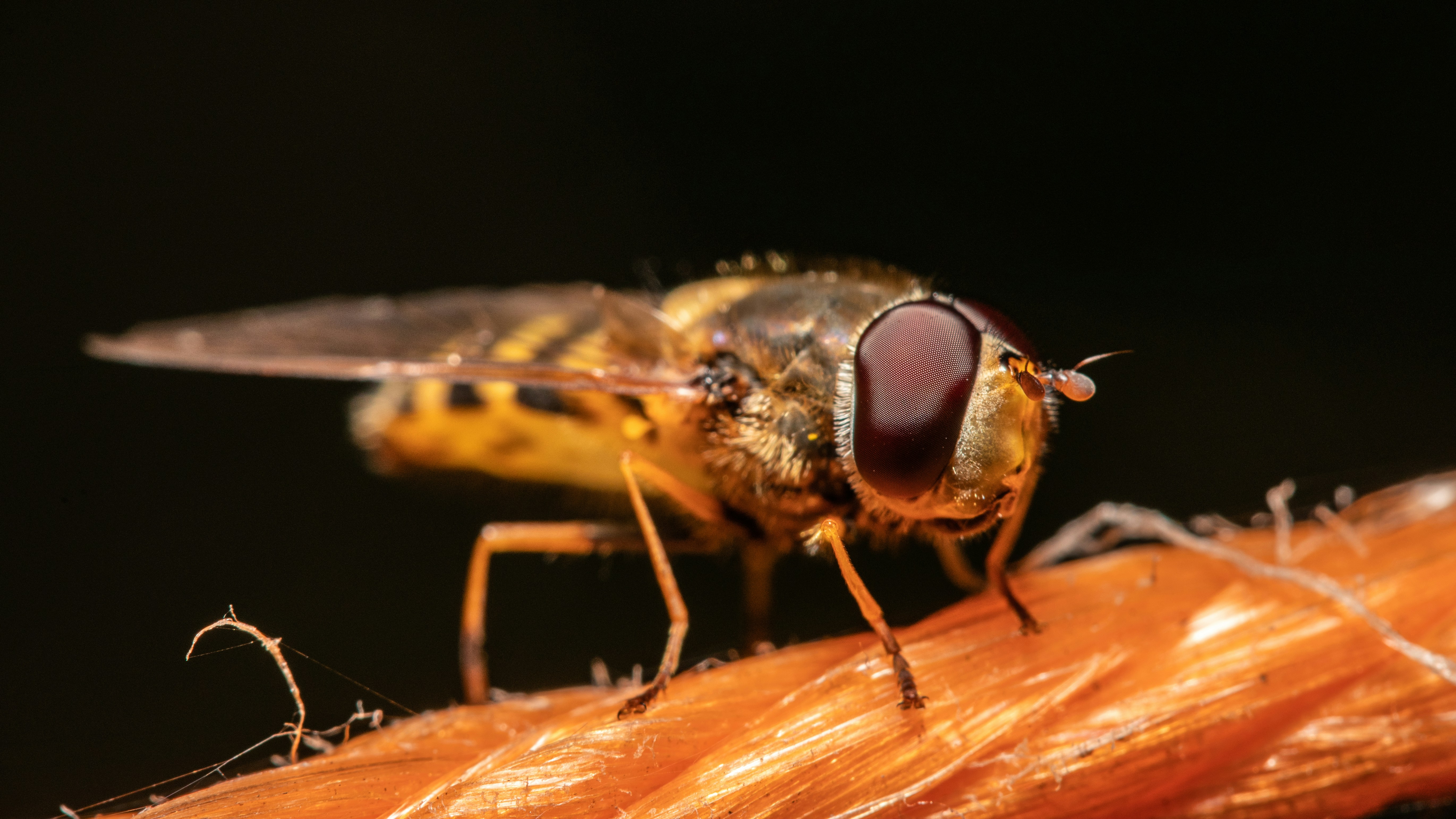 Amber-Eyed Hoverfly Clinging to a Sunlit Twig: A Macro Portrait