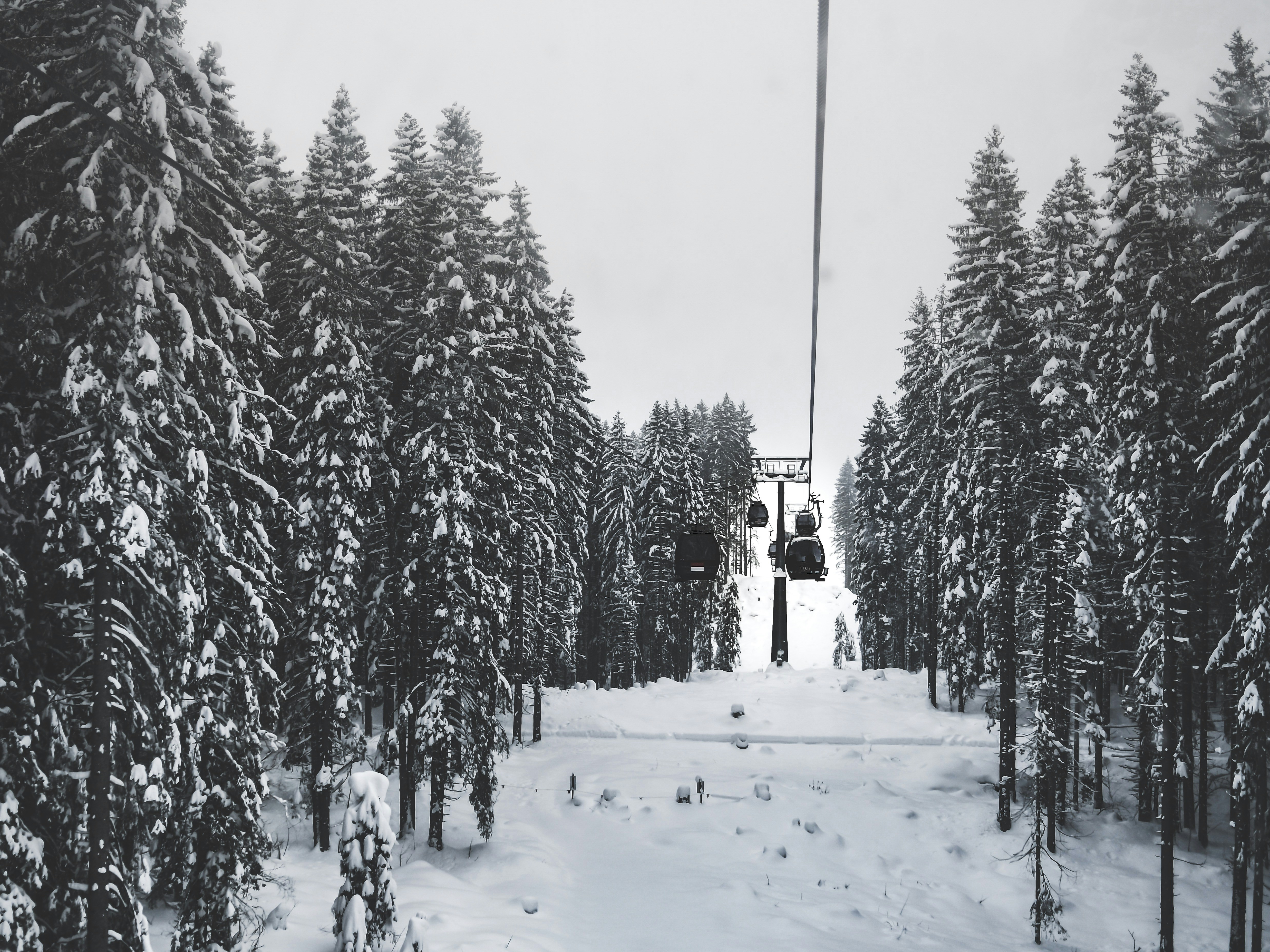 Snowbound Lift: A solitary gondola ascends through a cathedral of pines