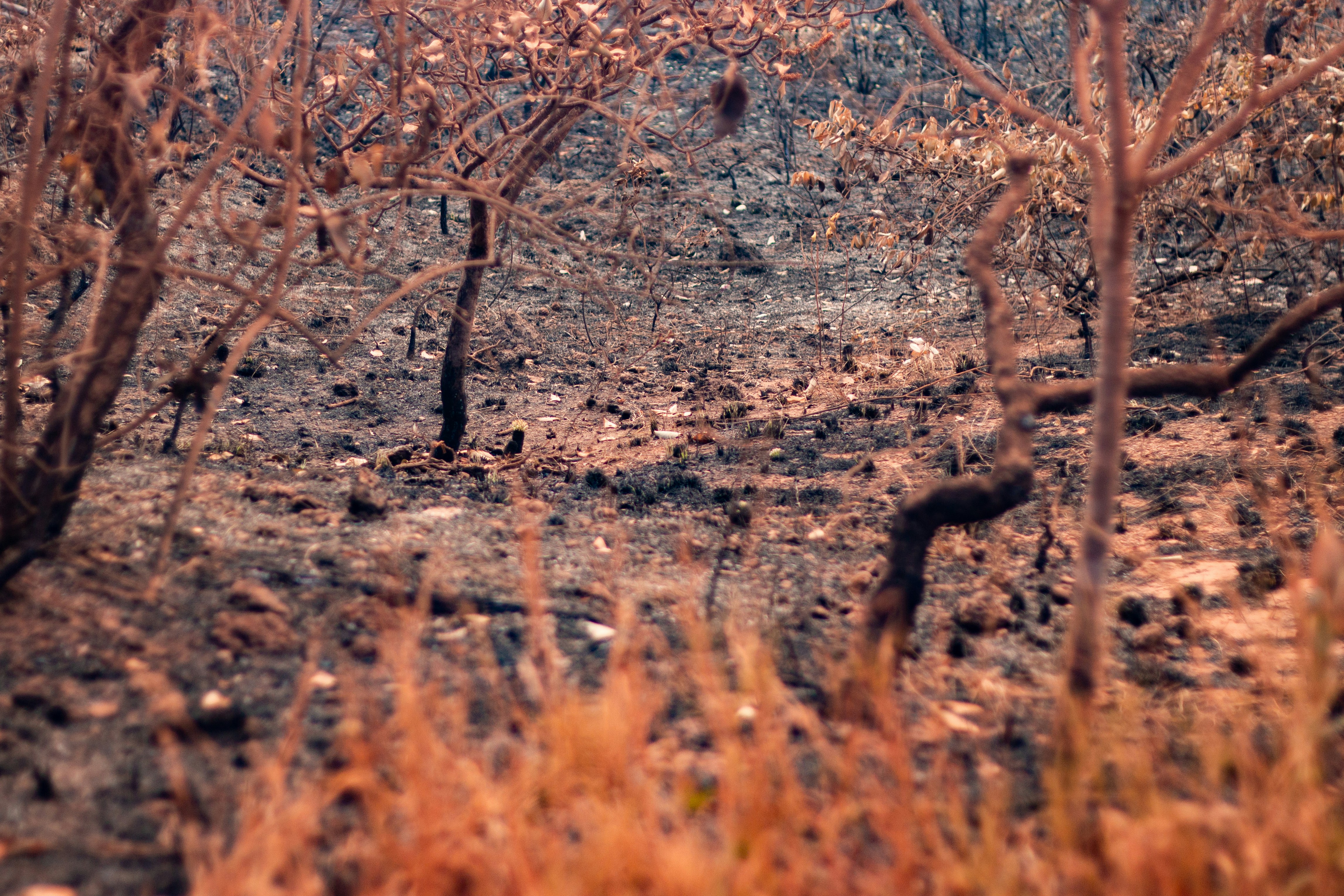 Post-Fire Erosion: Understanding the Link Between Vegetation Loss and ...